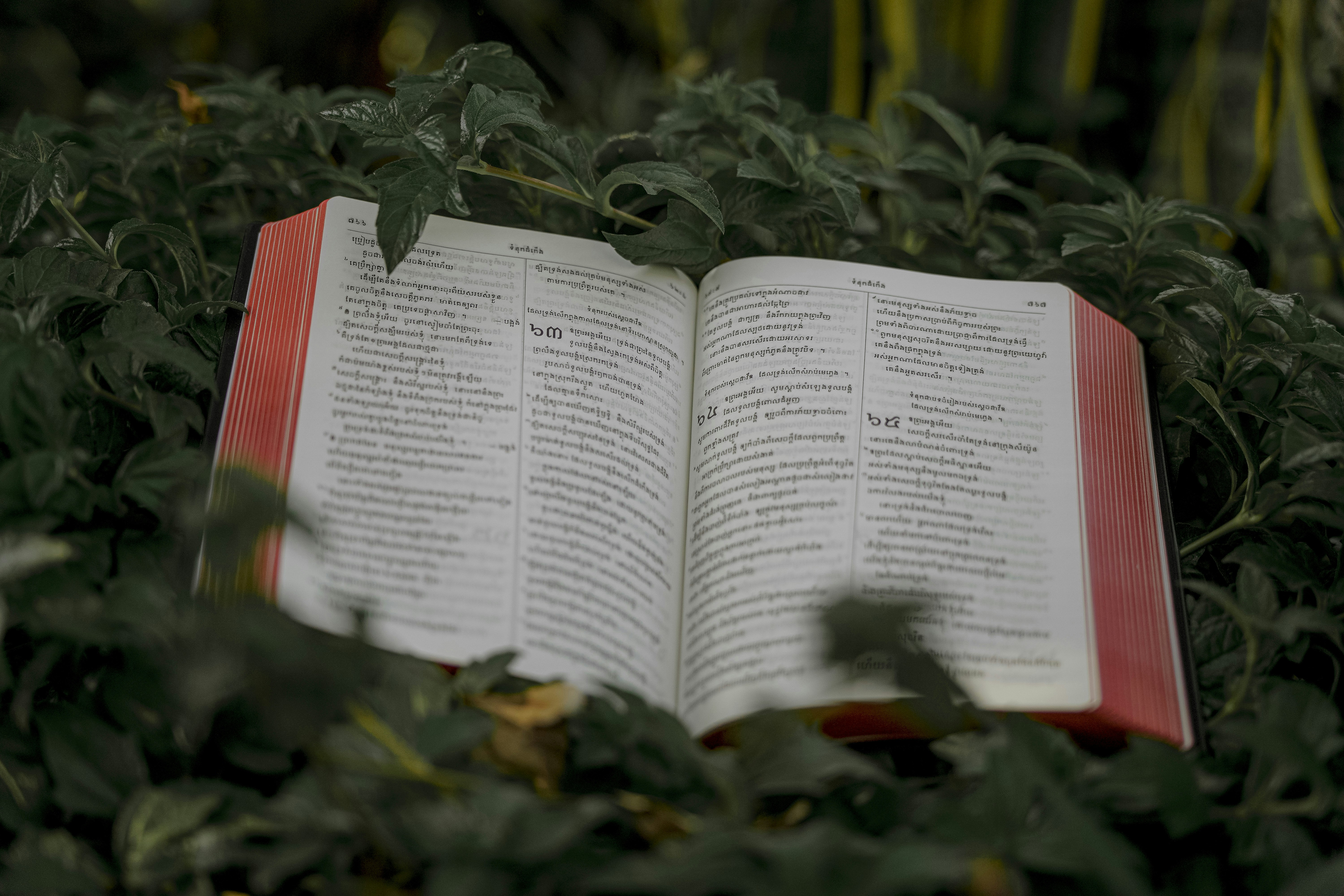 Open Pages in a Hedge of Leaves