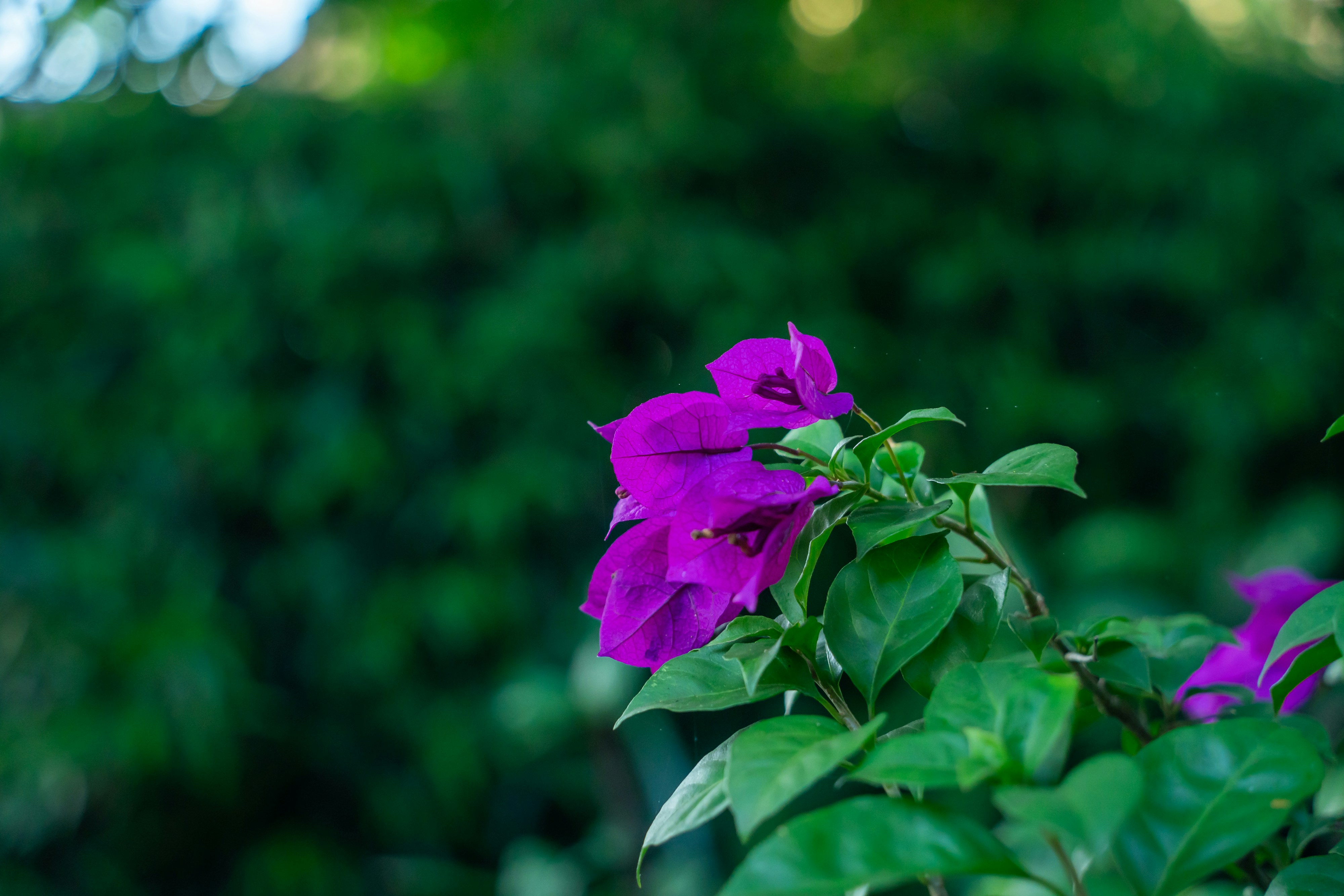 Bright magenta bougainvillea blossoms with glossy green leaves set against a dense green background; a garden focal point showcasing vivid color and shallow depth.
