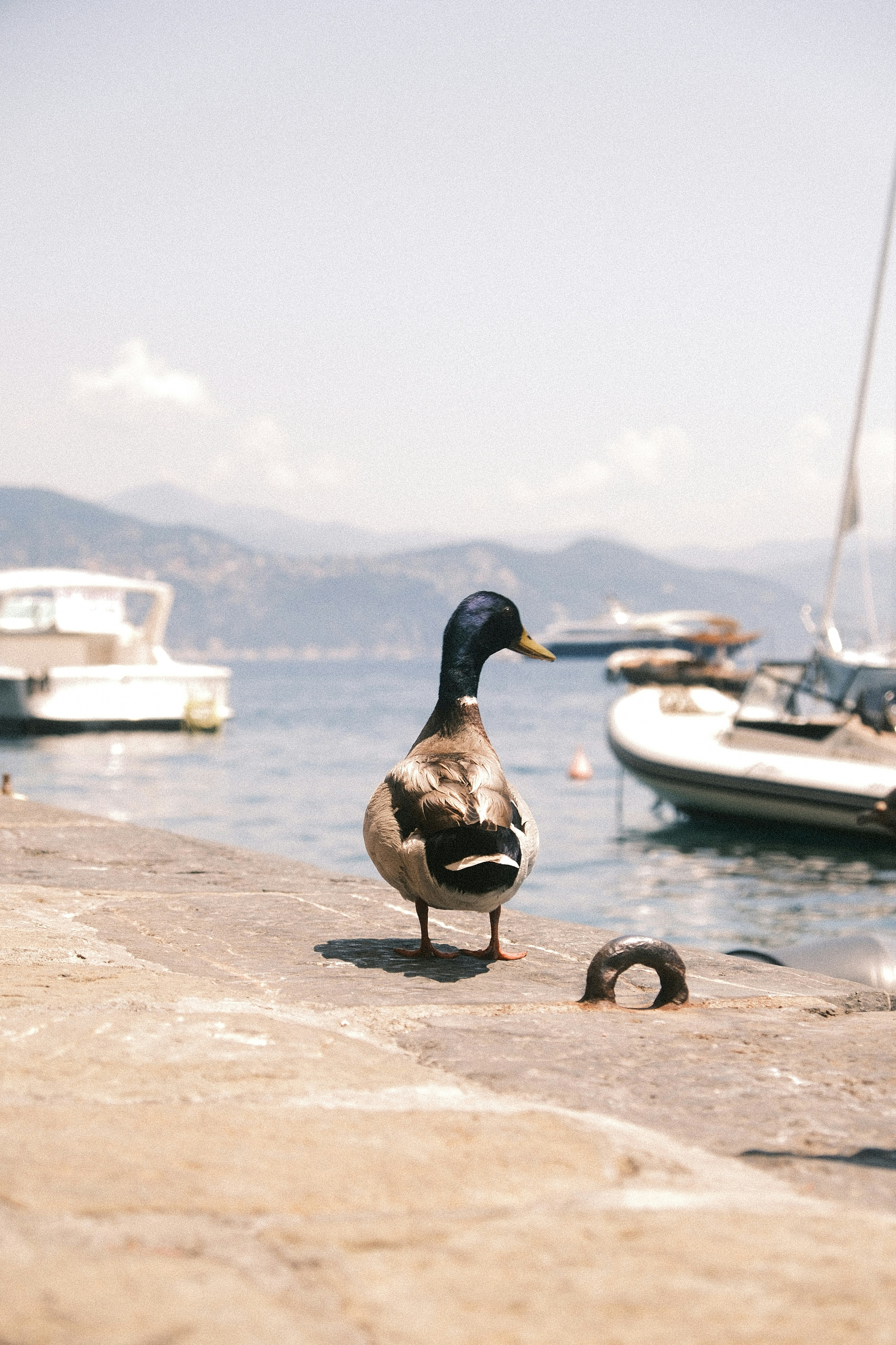 Harbor Sentinel: A Mallard Standby by the Quay