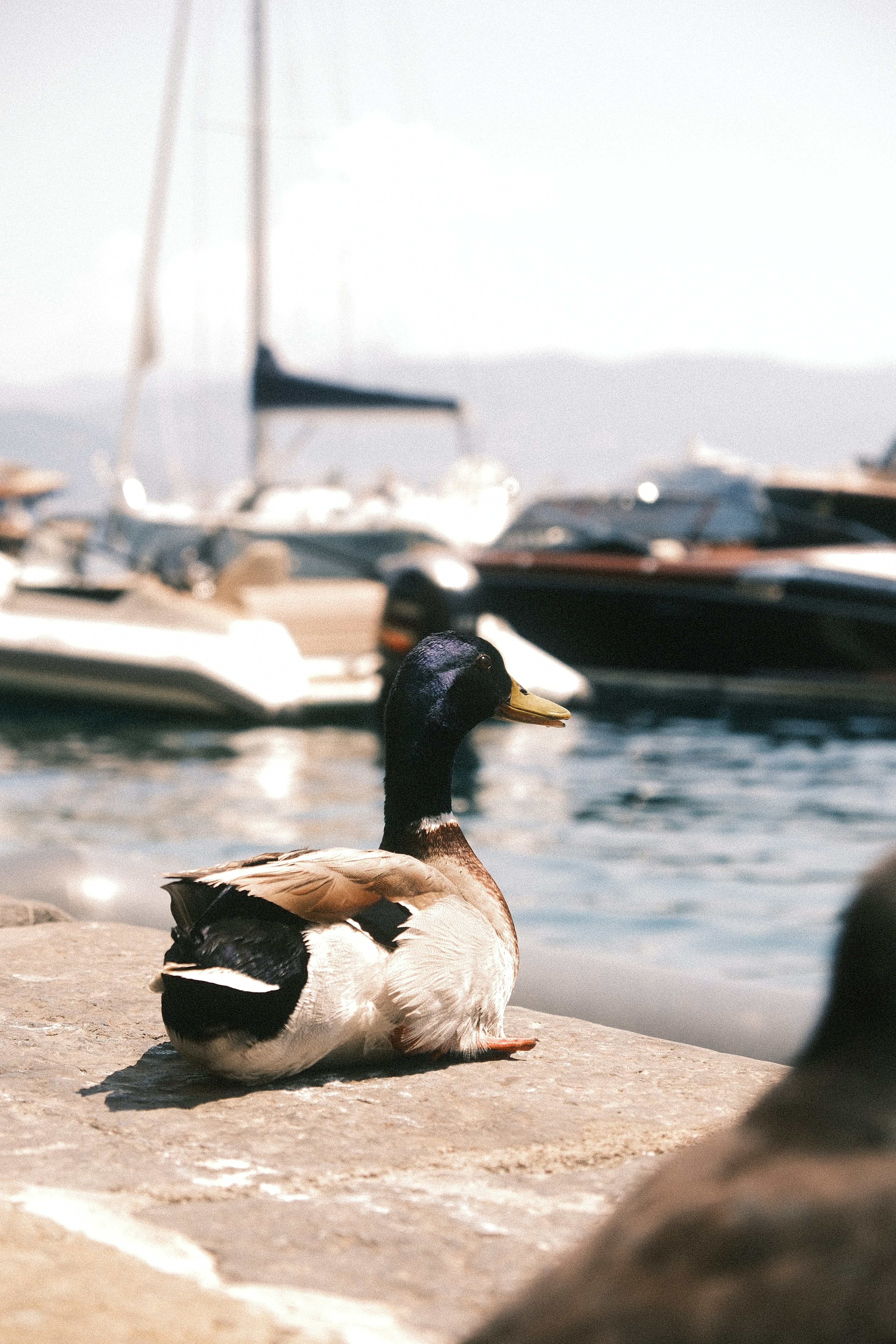 Harbor Resident: A Mallard On the Pier