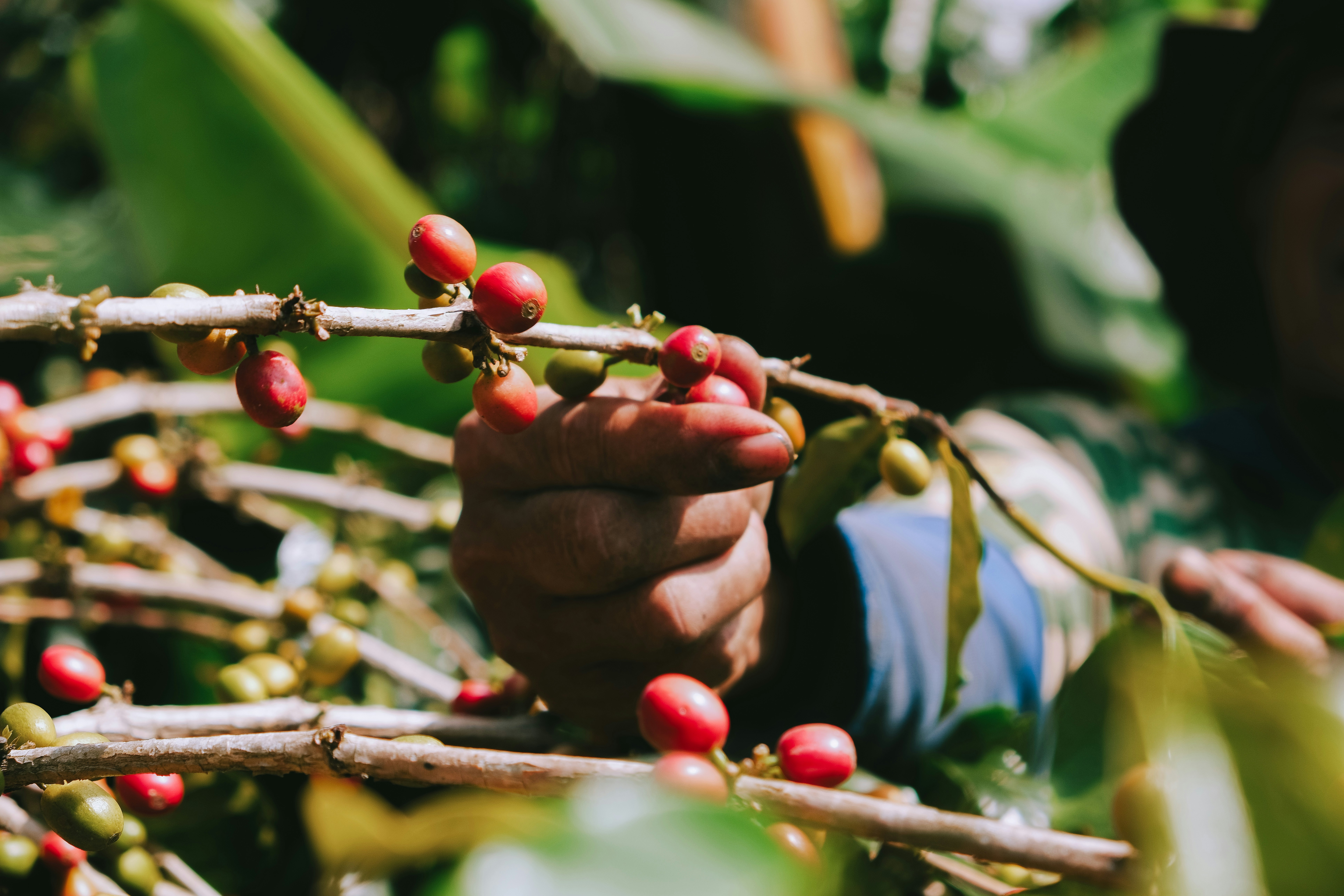 Red berries and a sunlit branch: a handheld harvest in focus