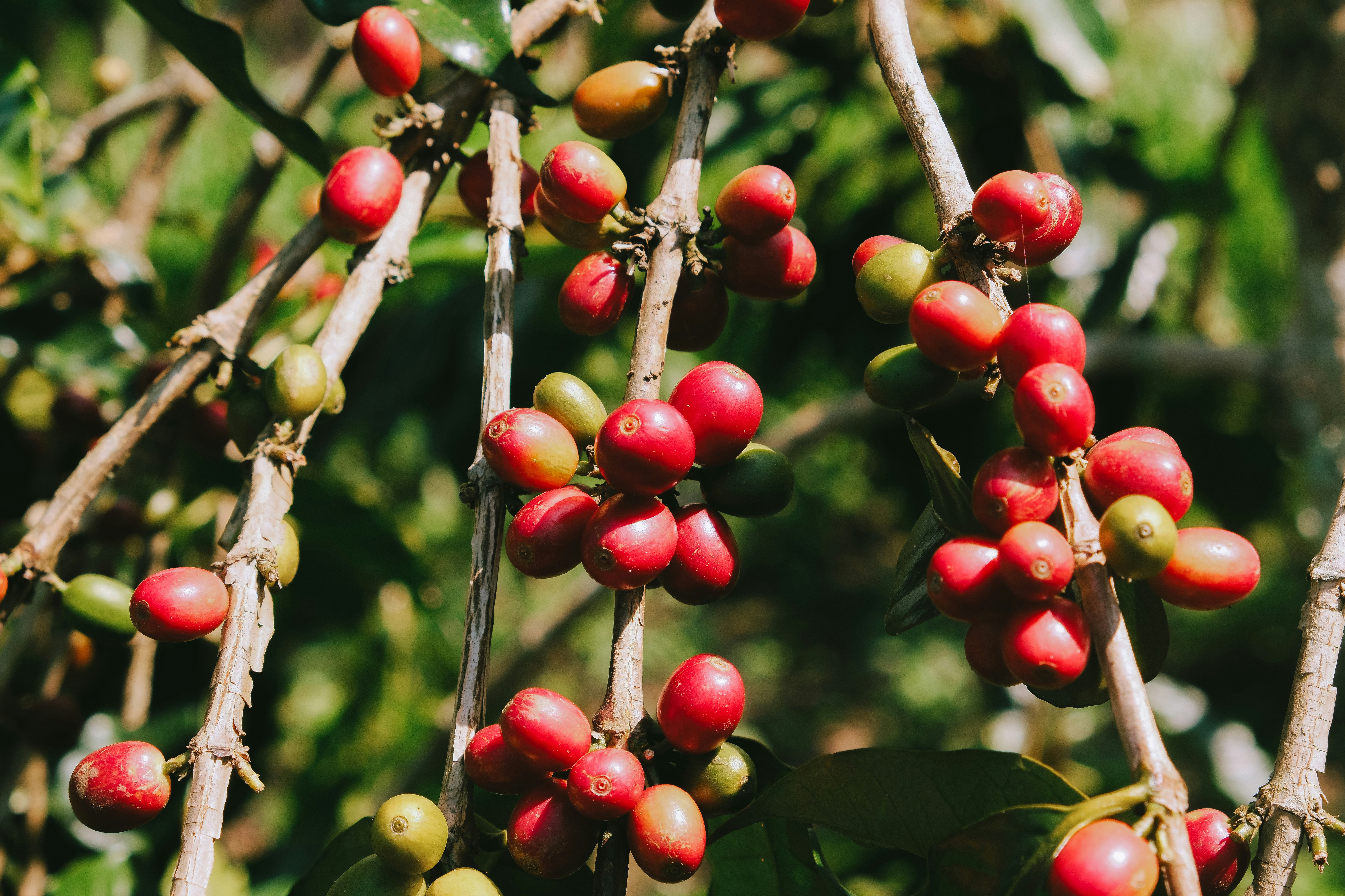 Red Berries in Sunlit Canopy