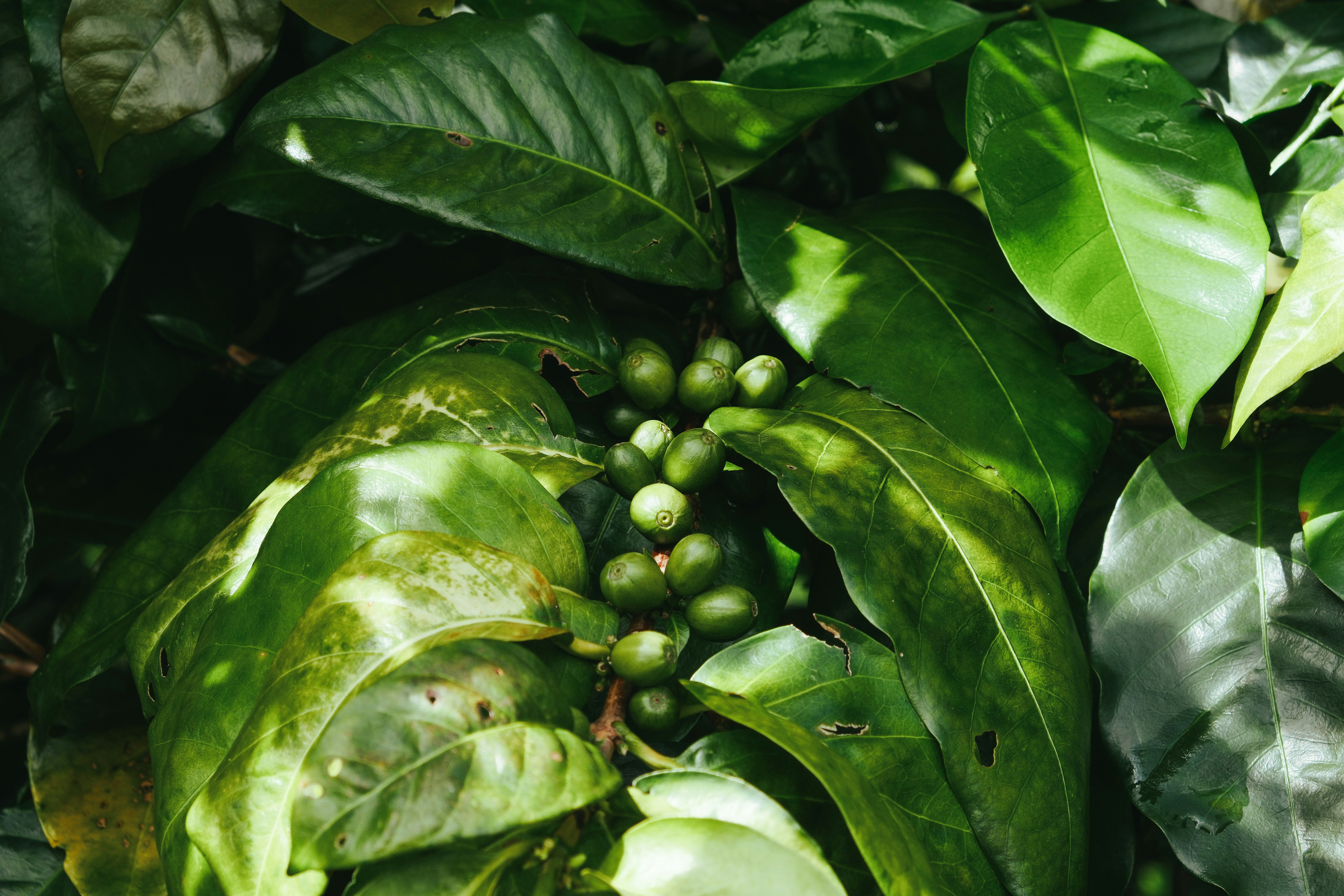 Emerald Cluster: A Leafy Close-Up of Fresh Green Berries Nestled Among Lush Foliage