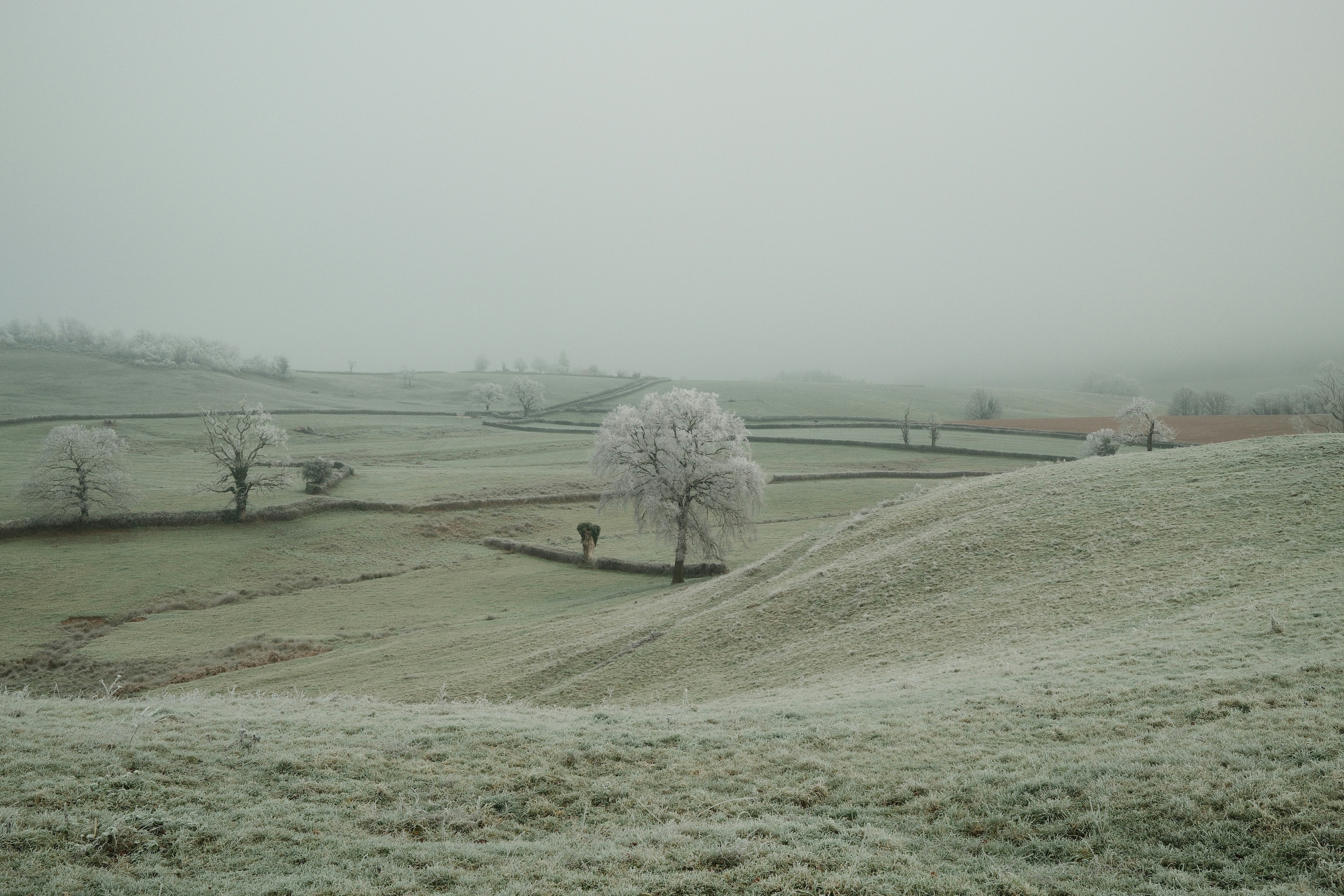 Winter Whispers Across the Grazed Valley