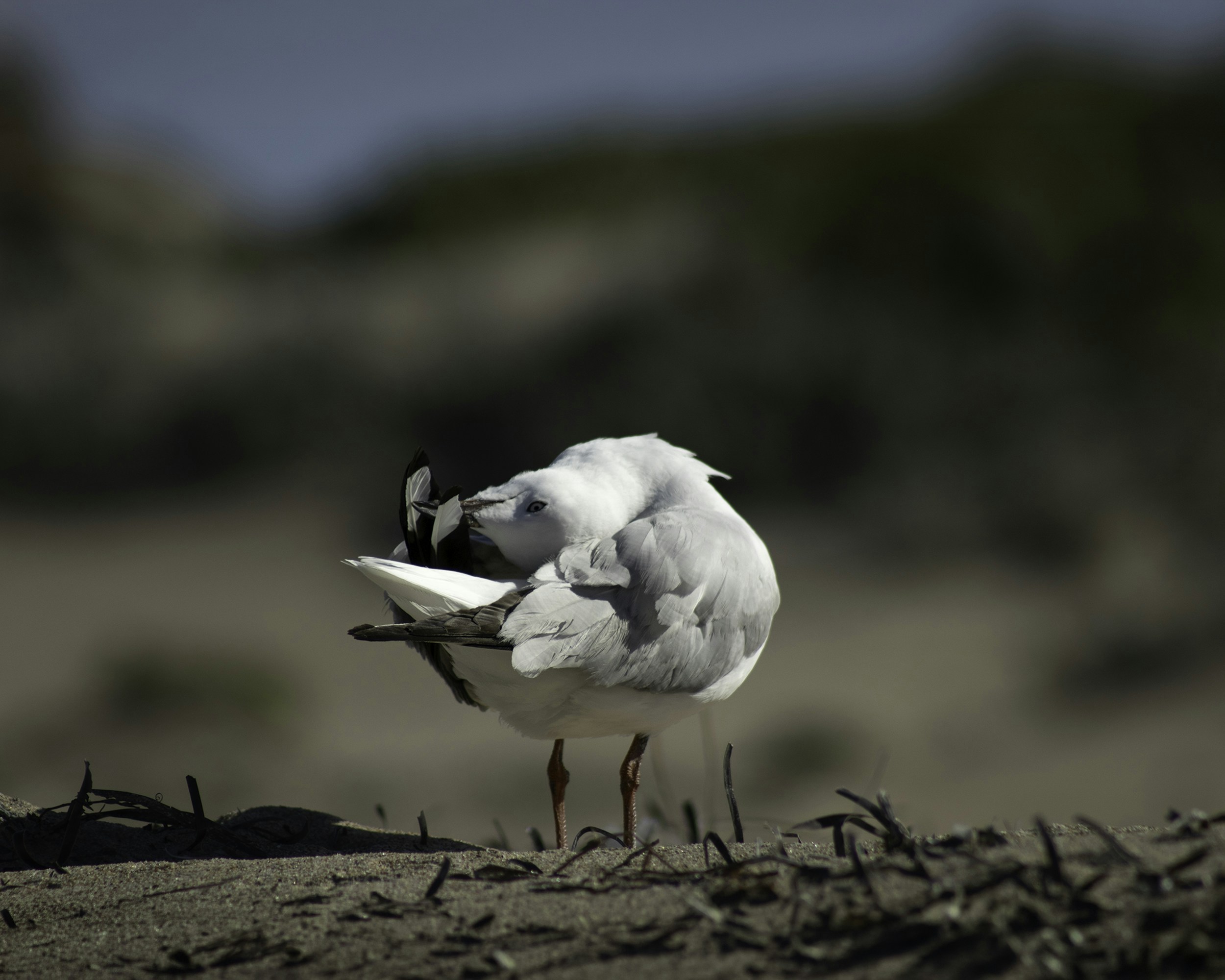 White Gull in Focus: A Seabird Prepares for Balance on Shore