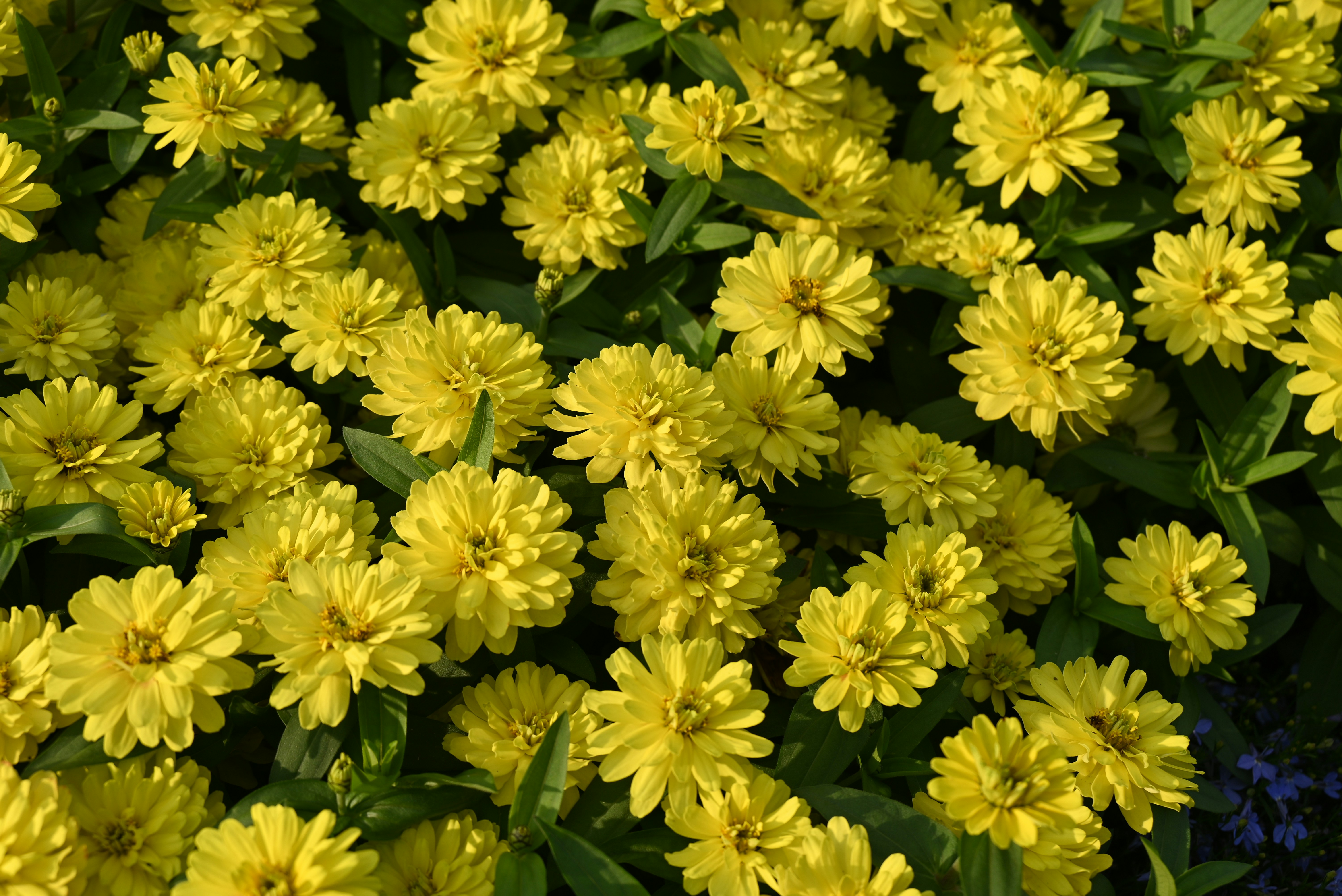 Sunlit Gold: A Field of Bright Yellow Florals