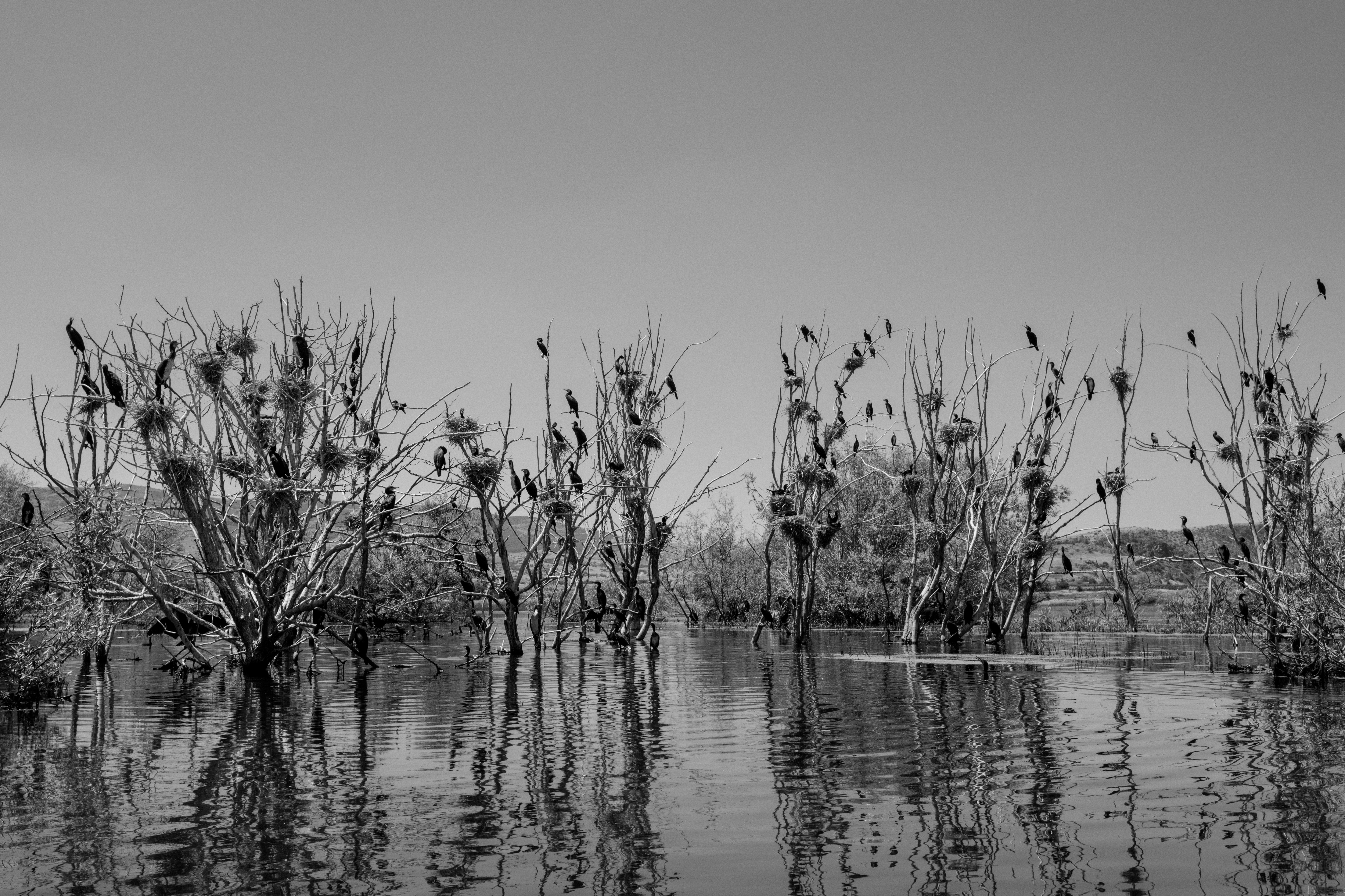 Whispering Wetland Monoliths