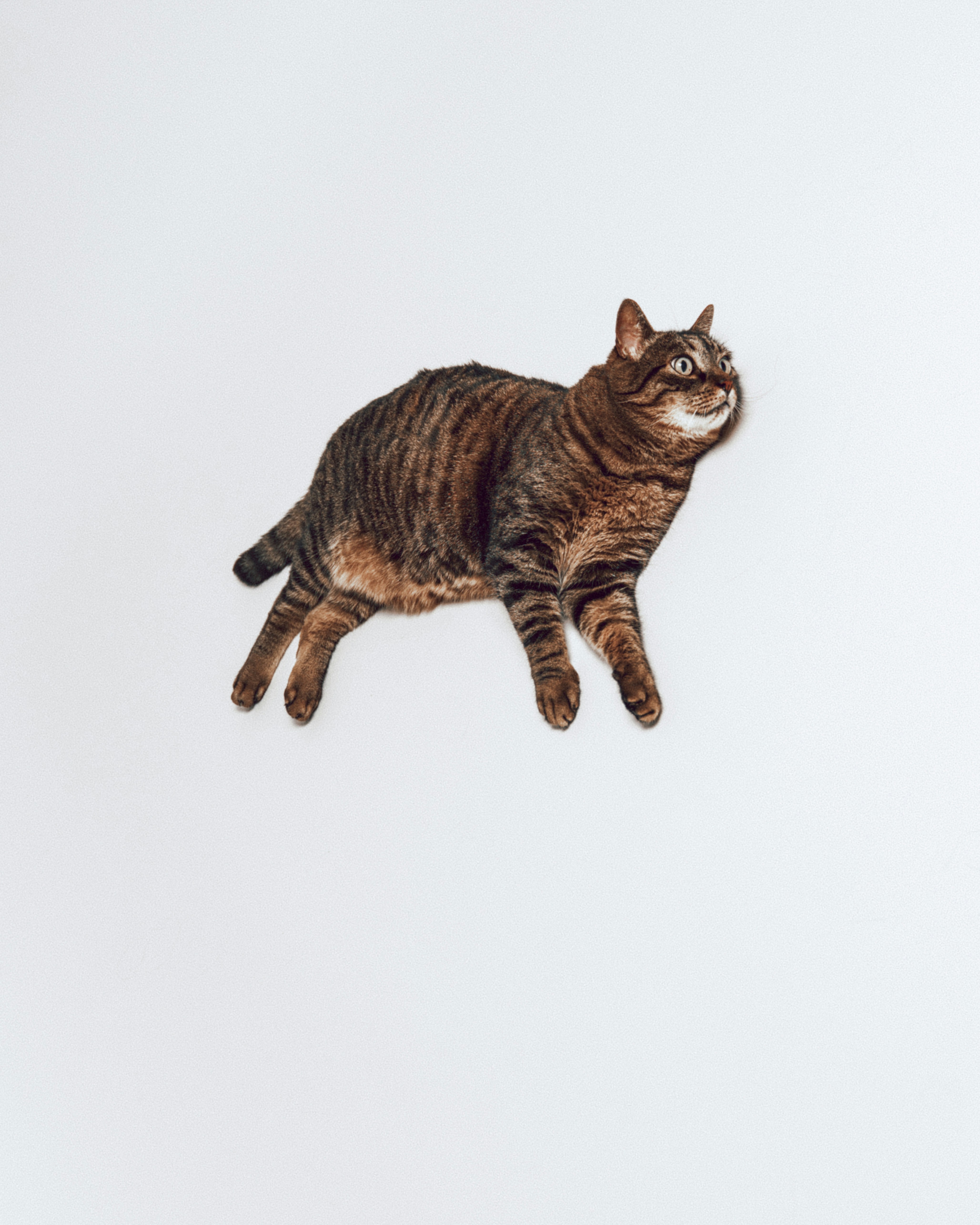 Floating Feline: A Striped Cat Adrift Against a Minimal Canvas