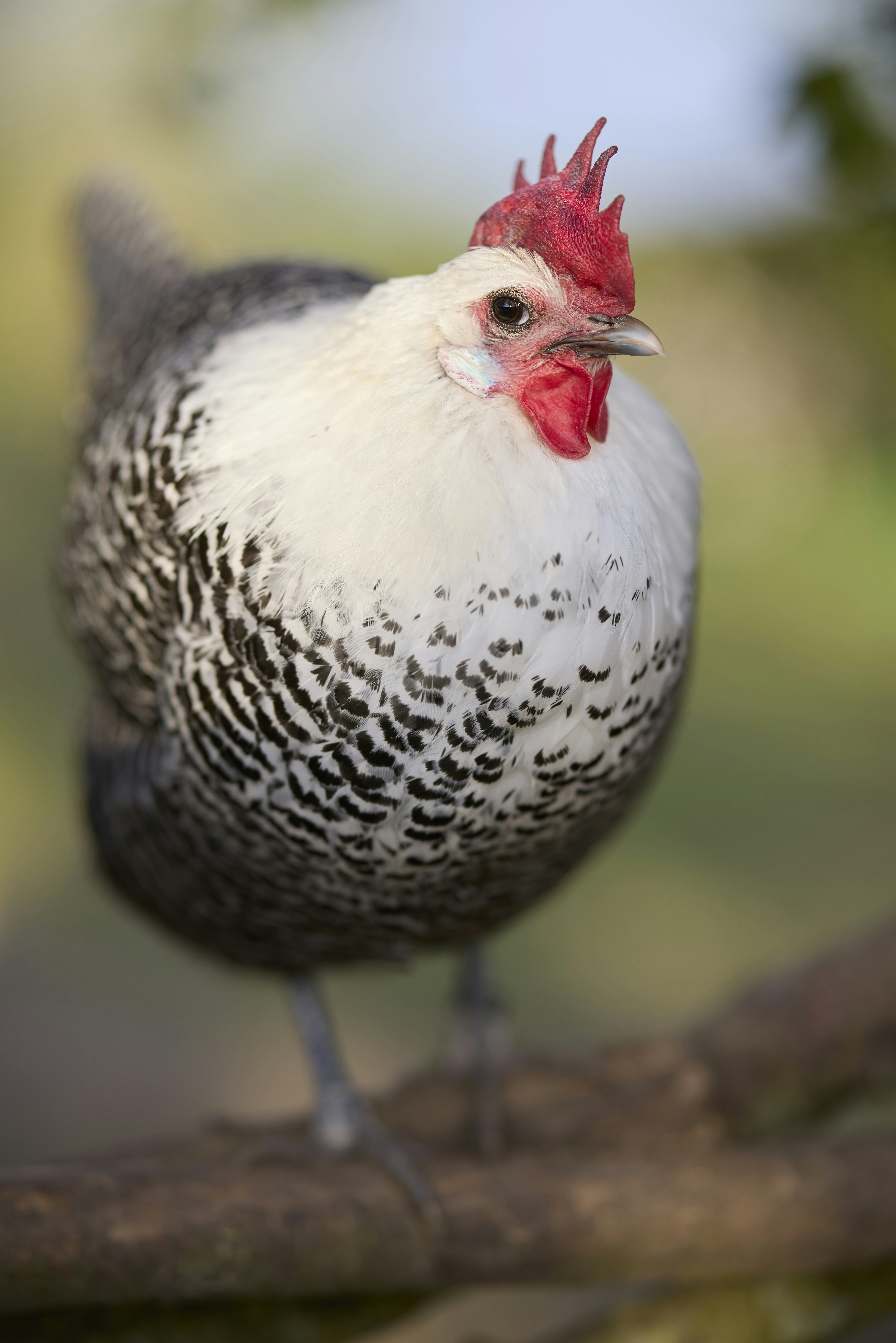 Rooster Portrait: Close-Up on White Feathers and Prickly Crest
