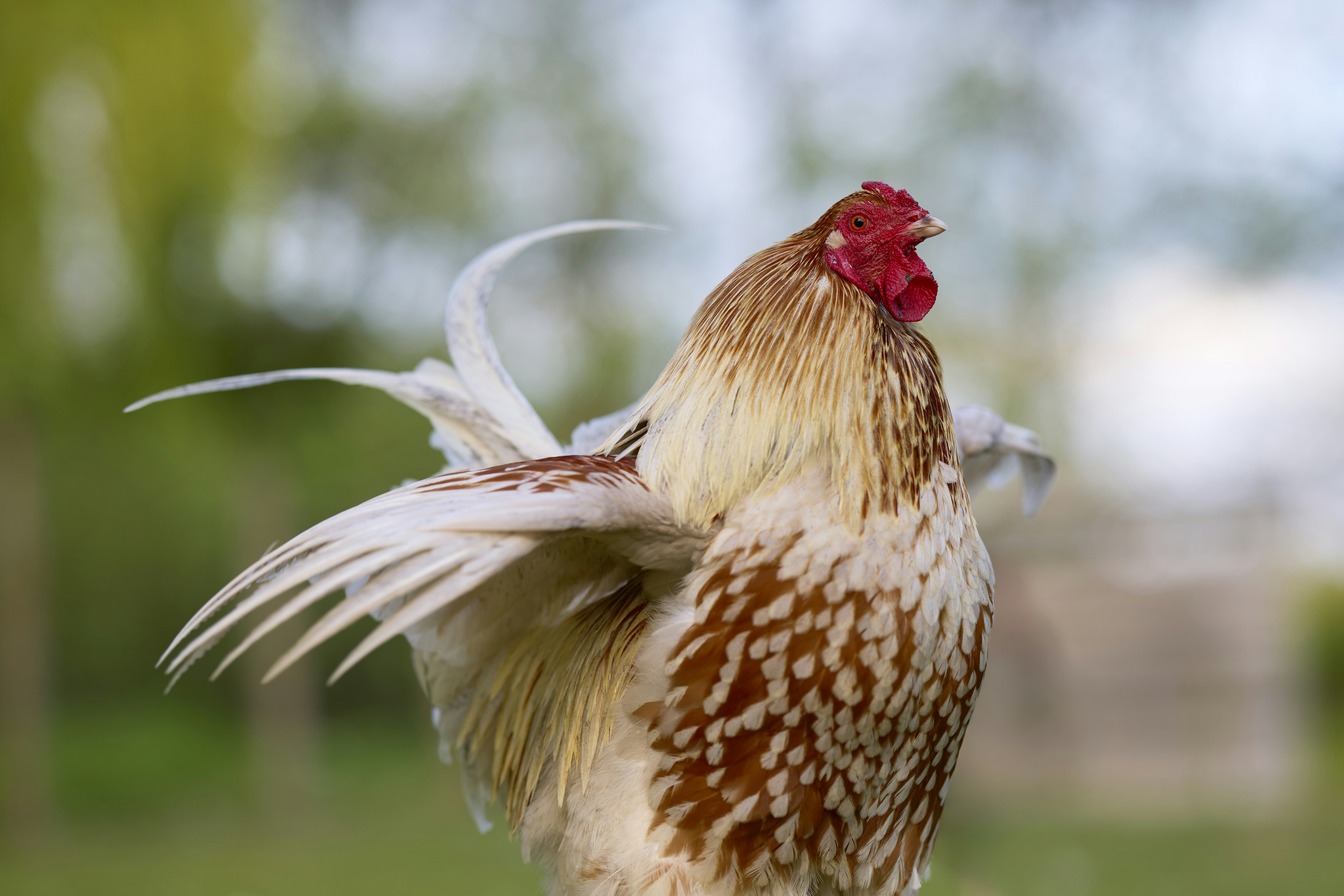Rooster in Mid-Stride: A Close-Up of Plumage and Red Crest