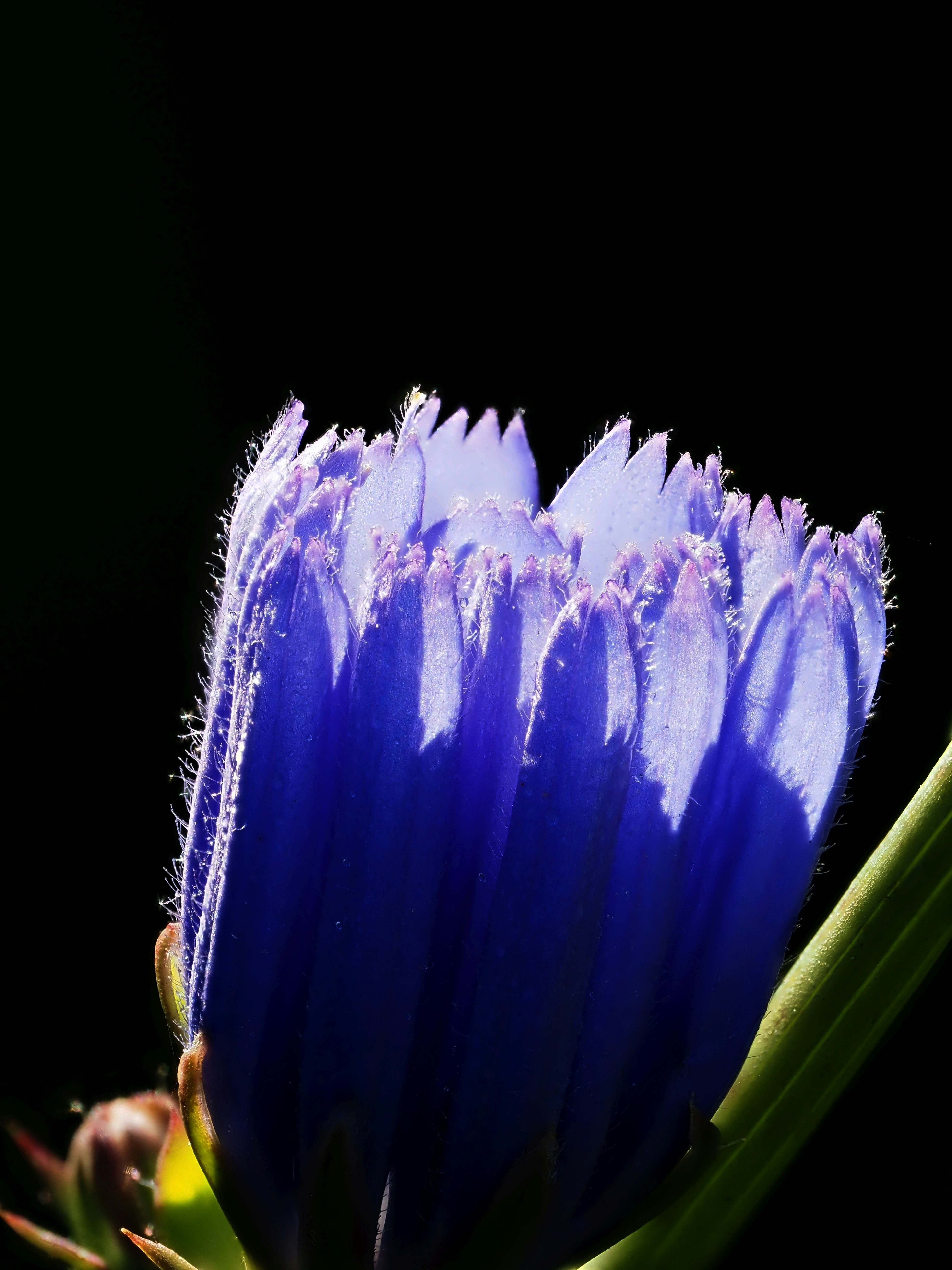 Petals of Midnight: A Sapphire Flower Against Obsidian