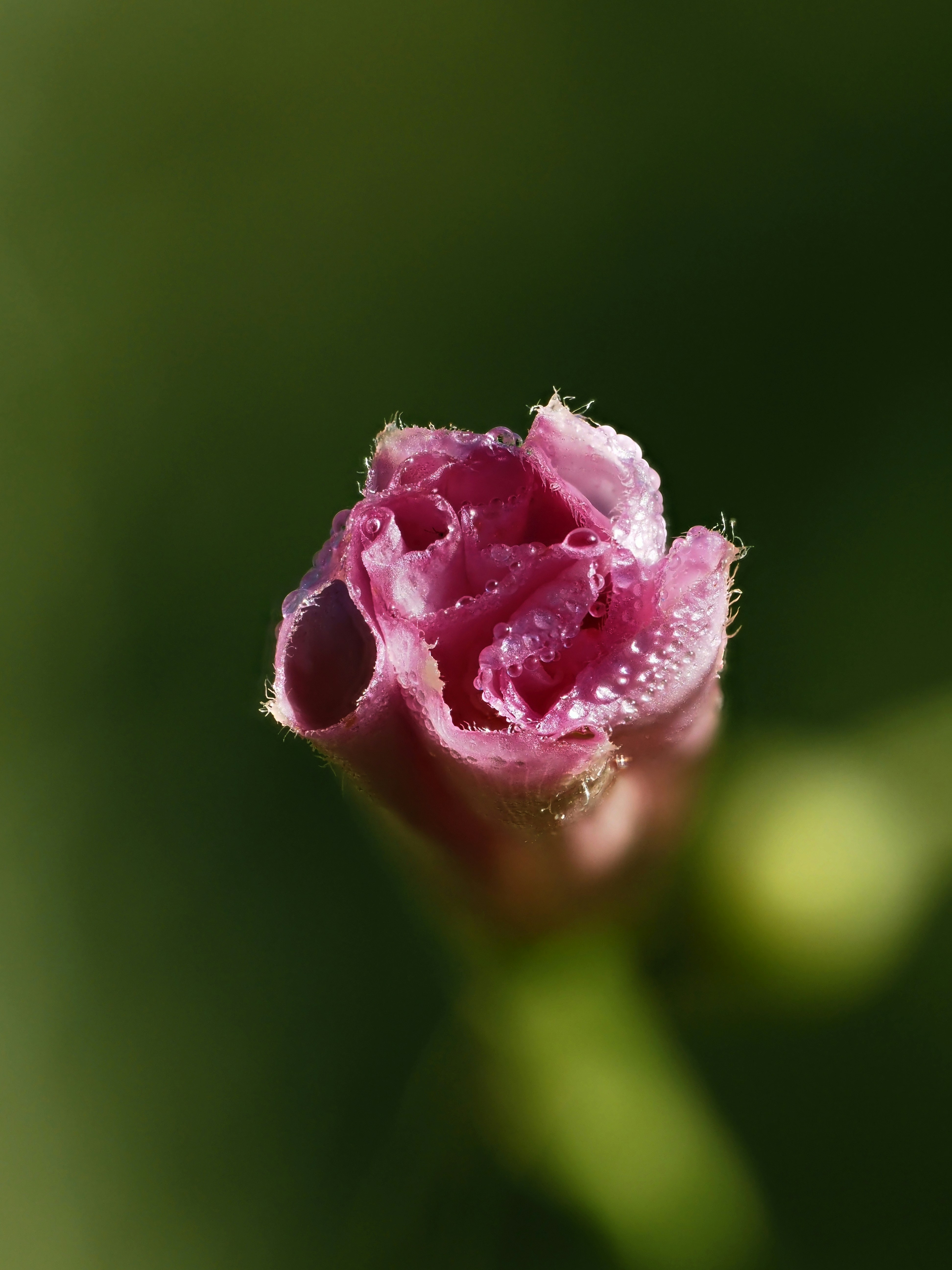 Pink Velvet Bud: A Close-Up of Dew-Kissed Petals Emerging
