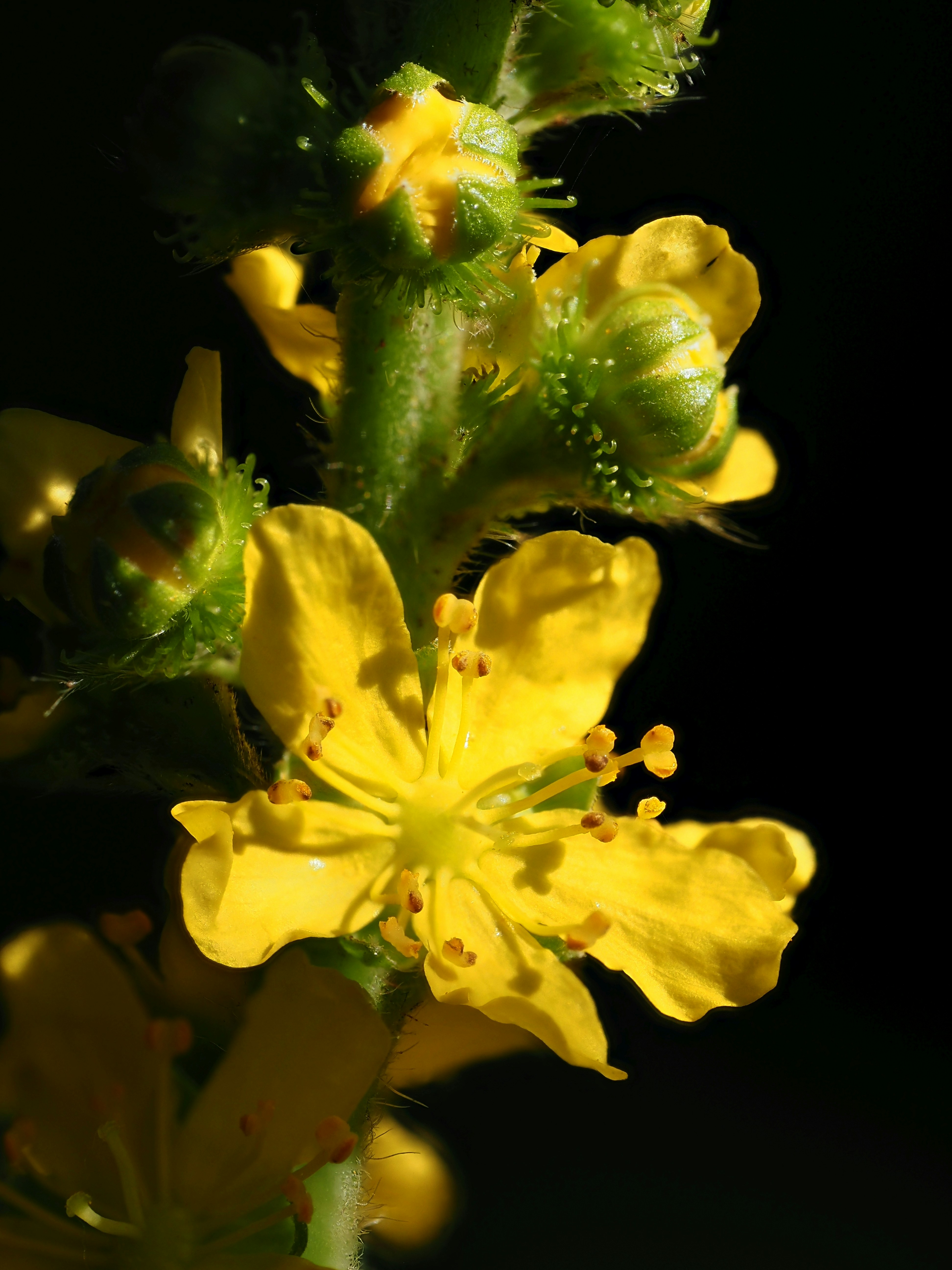 Golden Lupin Bloom: A Sunlit Macro Within a Velvet Darkness