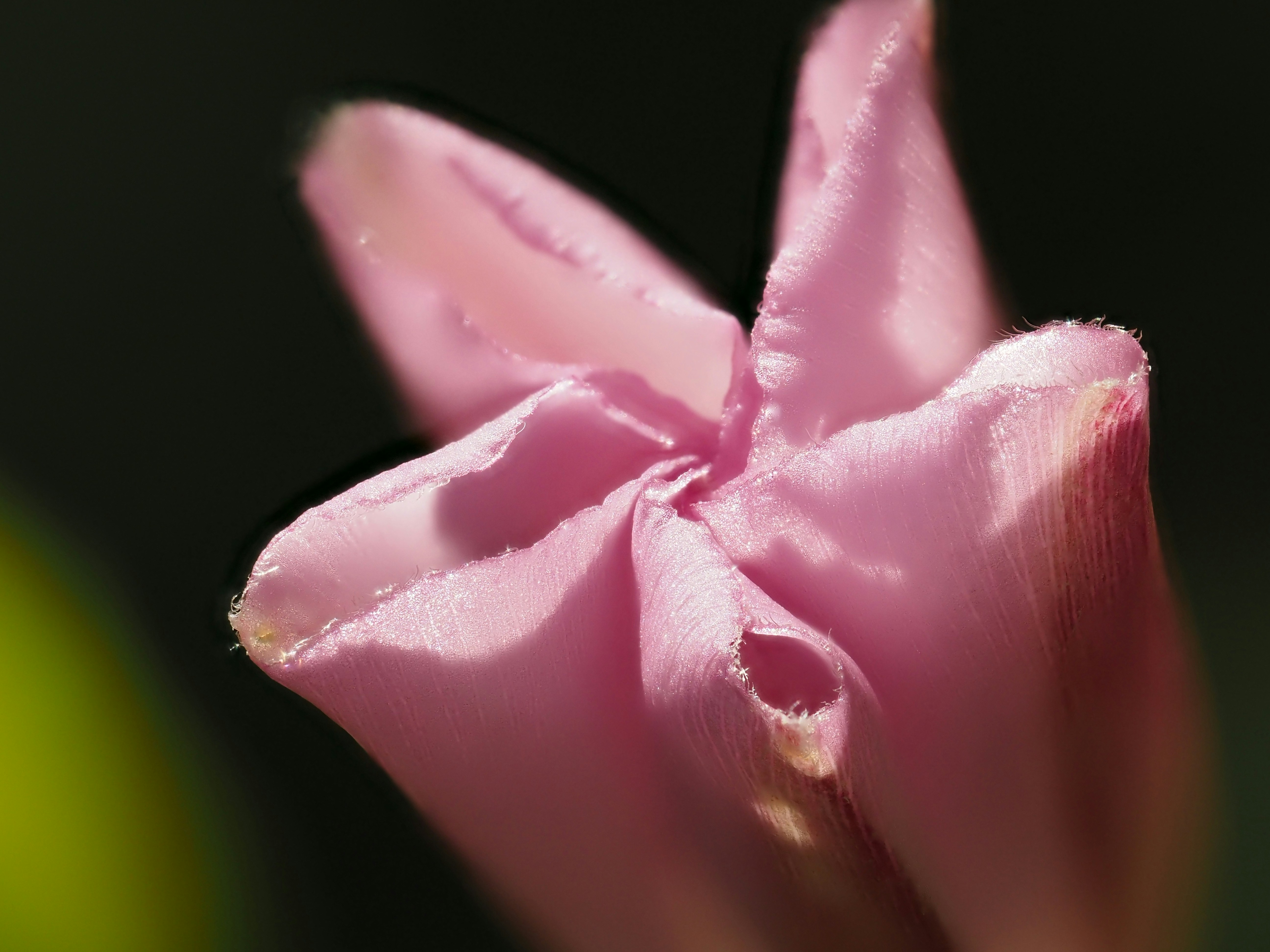 Whisper of Petals: A Pink Bloom in Focus