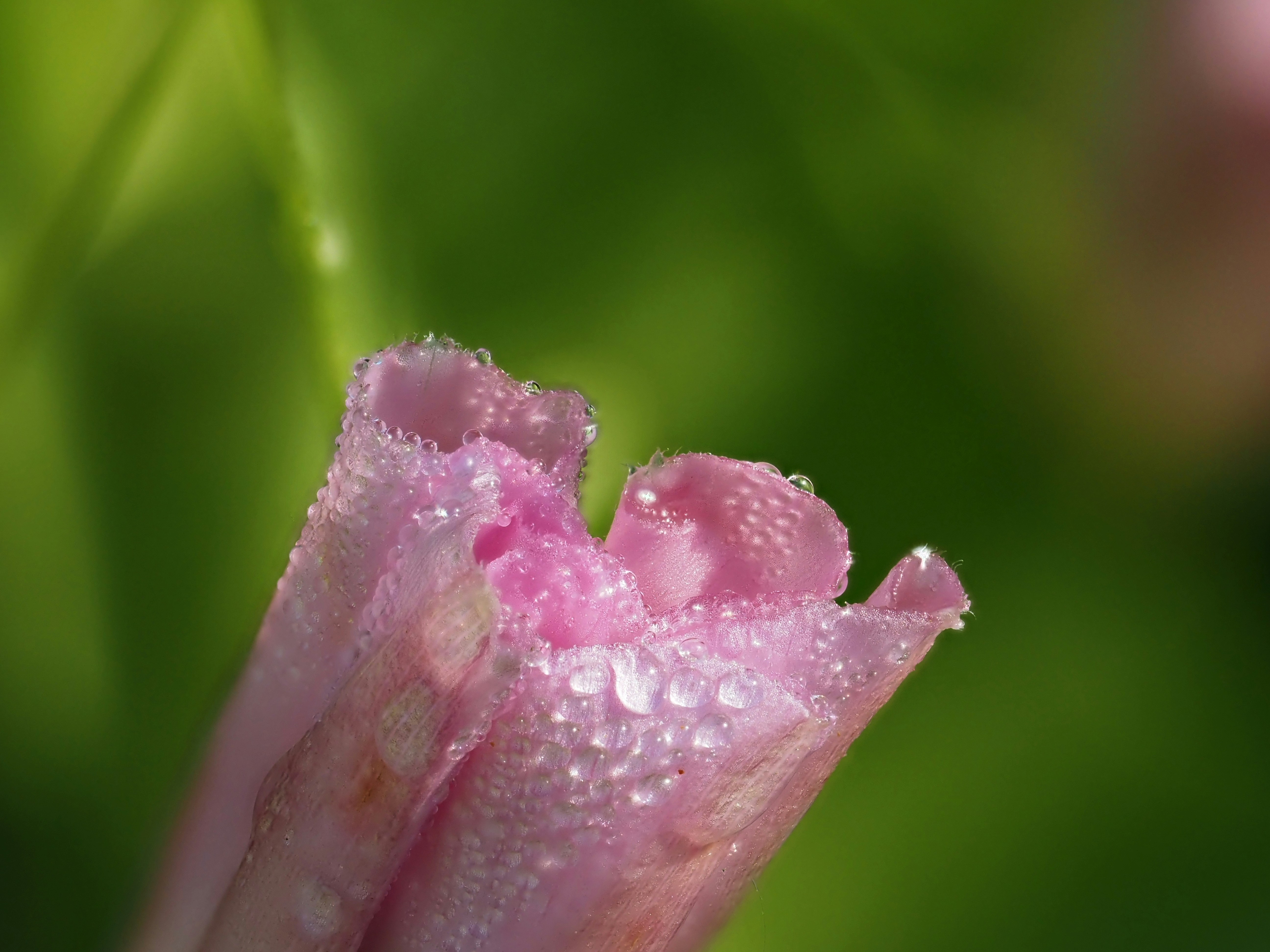 Dew-kissed Pink Blossom Bud with Soft Bokeh