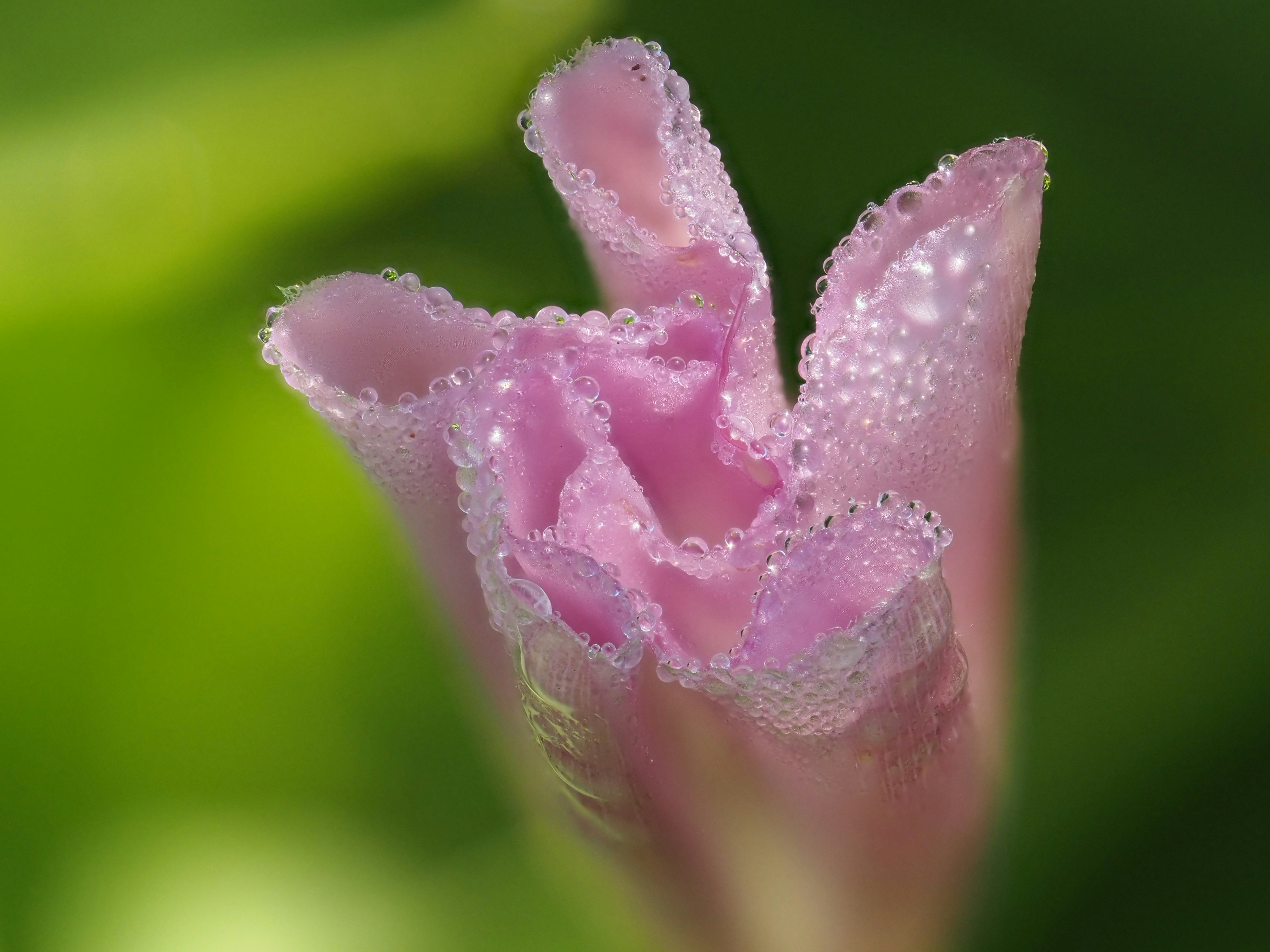 Dew-kissed pink tulip petal unfurling at dawn