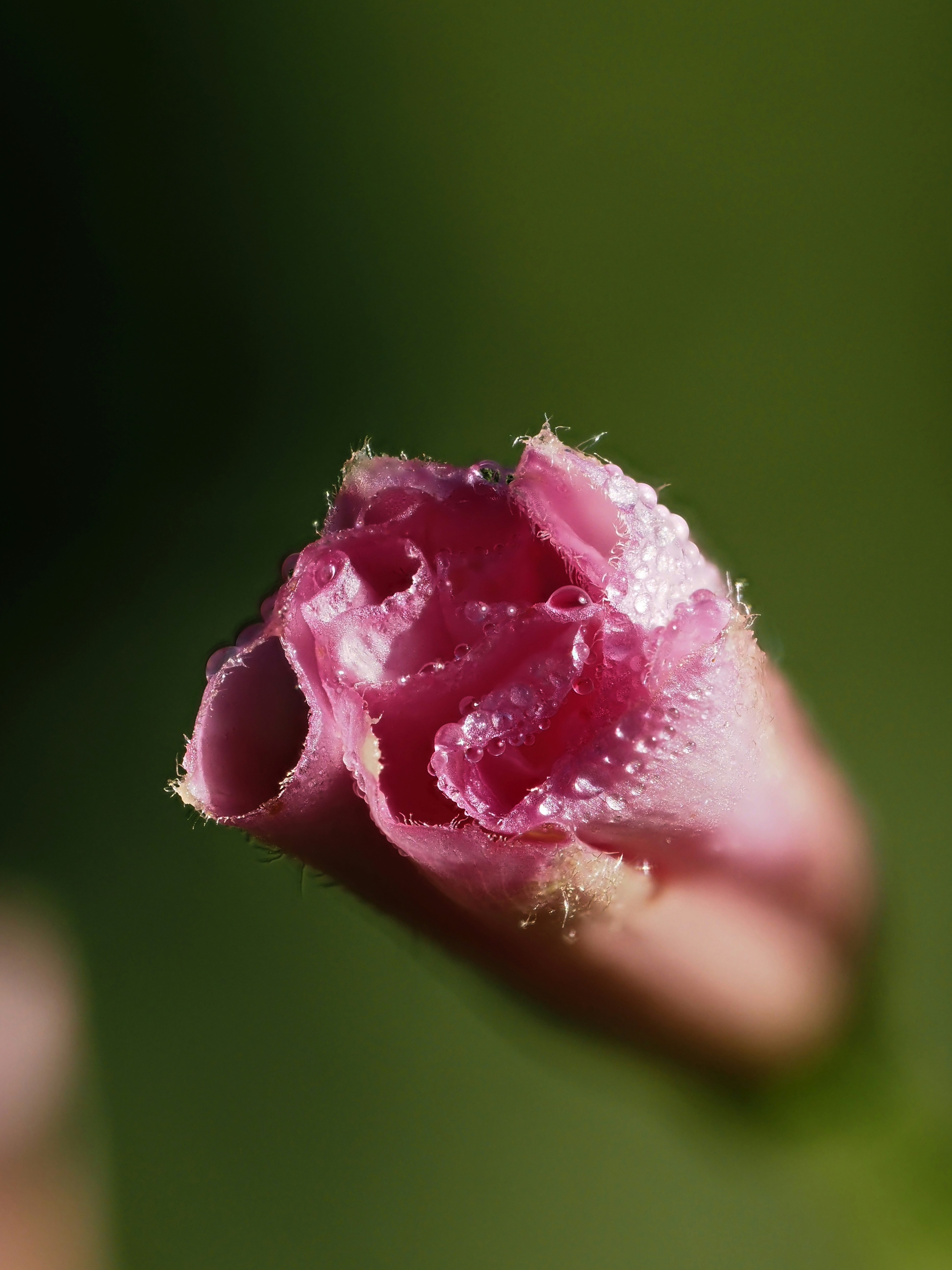 Bloom in Focus: a dew-kissed pink rosebud emerging from the green hush