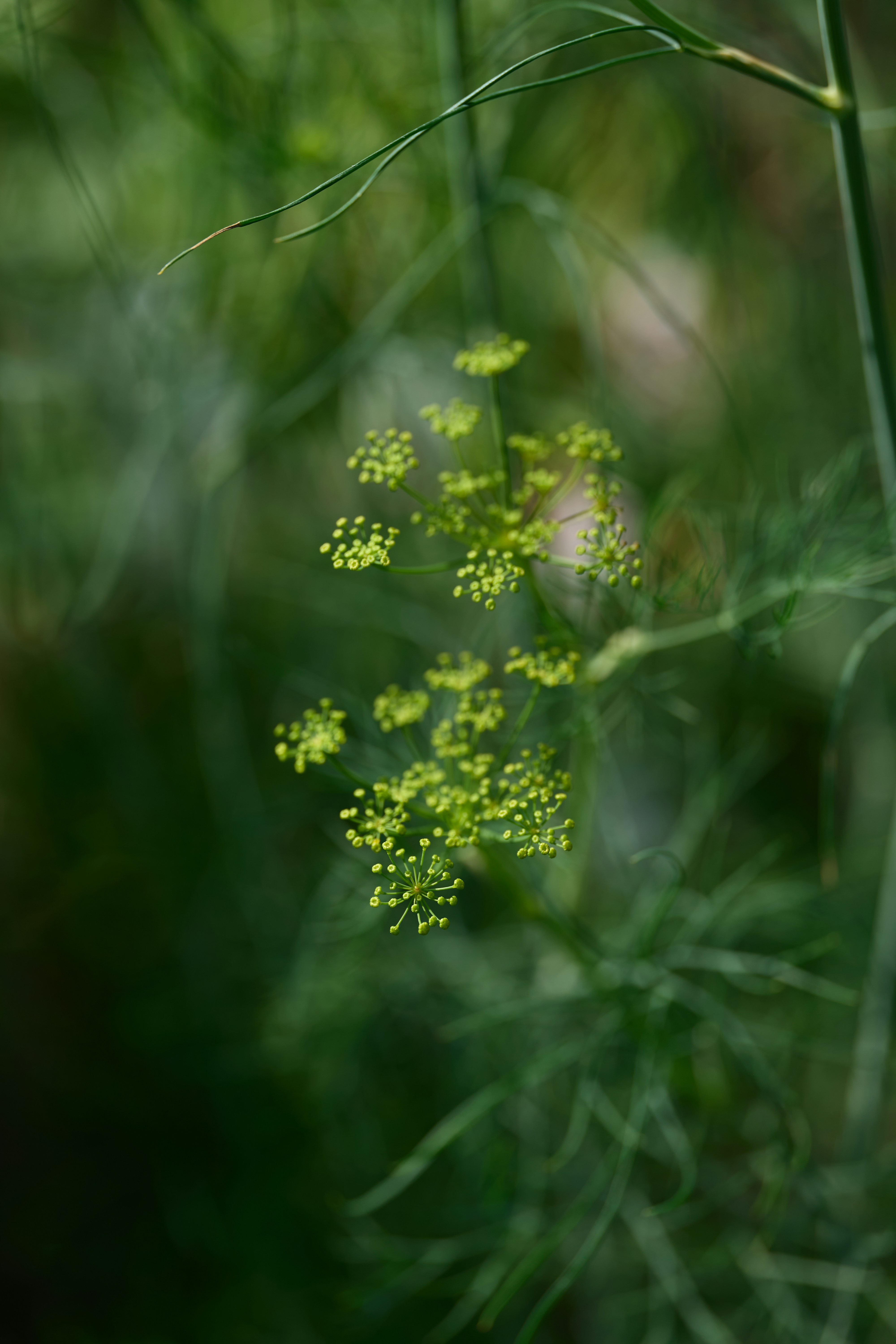 Golden Umbels on a Quiet Green Stem