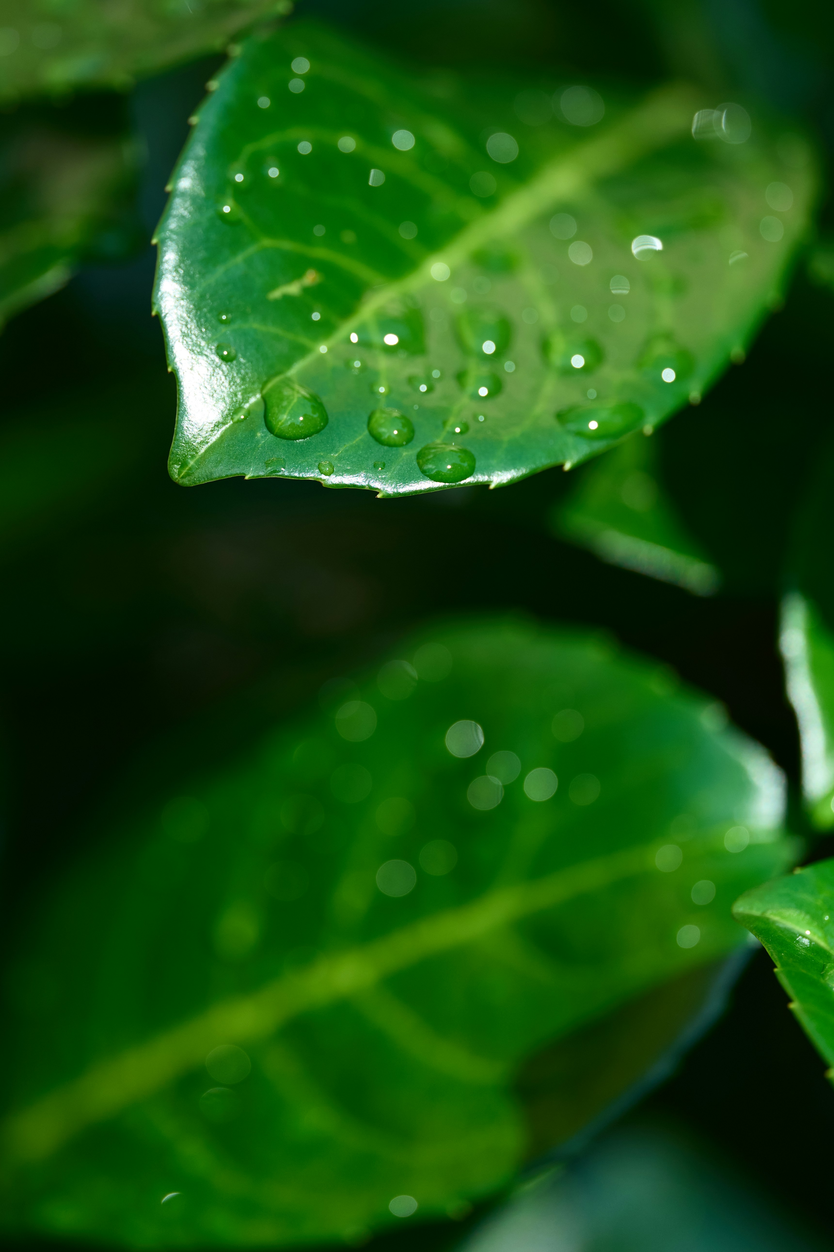 Close-up of Dew-kissed Leaf: Emerald Orbs On a Vein-etched Edge