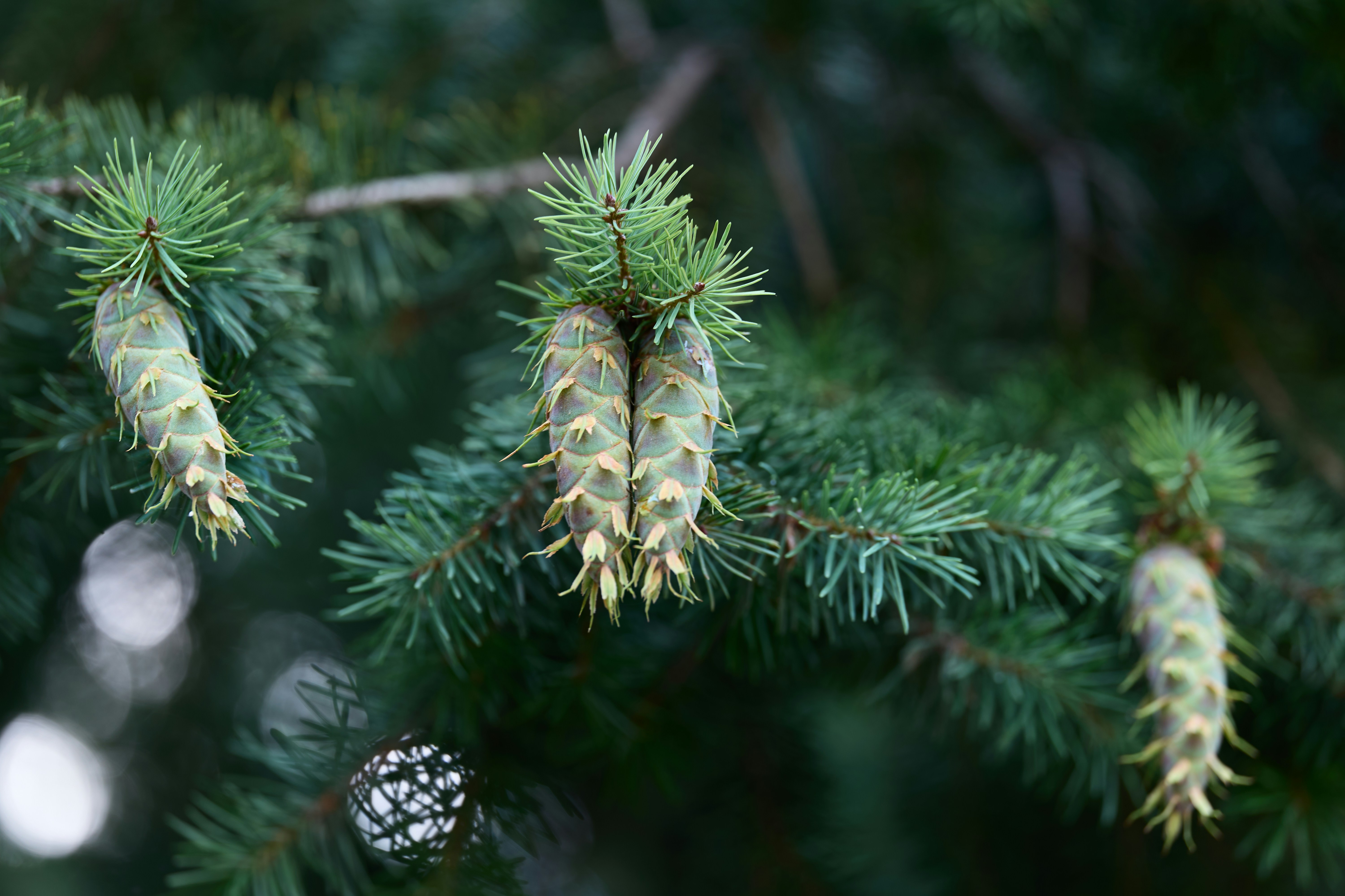 Close-up of Conical Pine Cones on a Spruce Limb