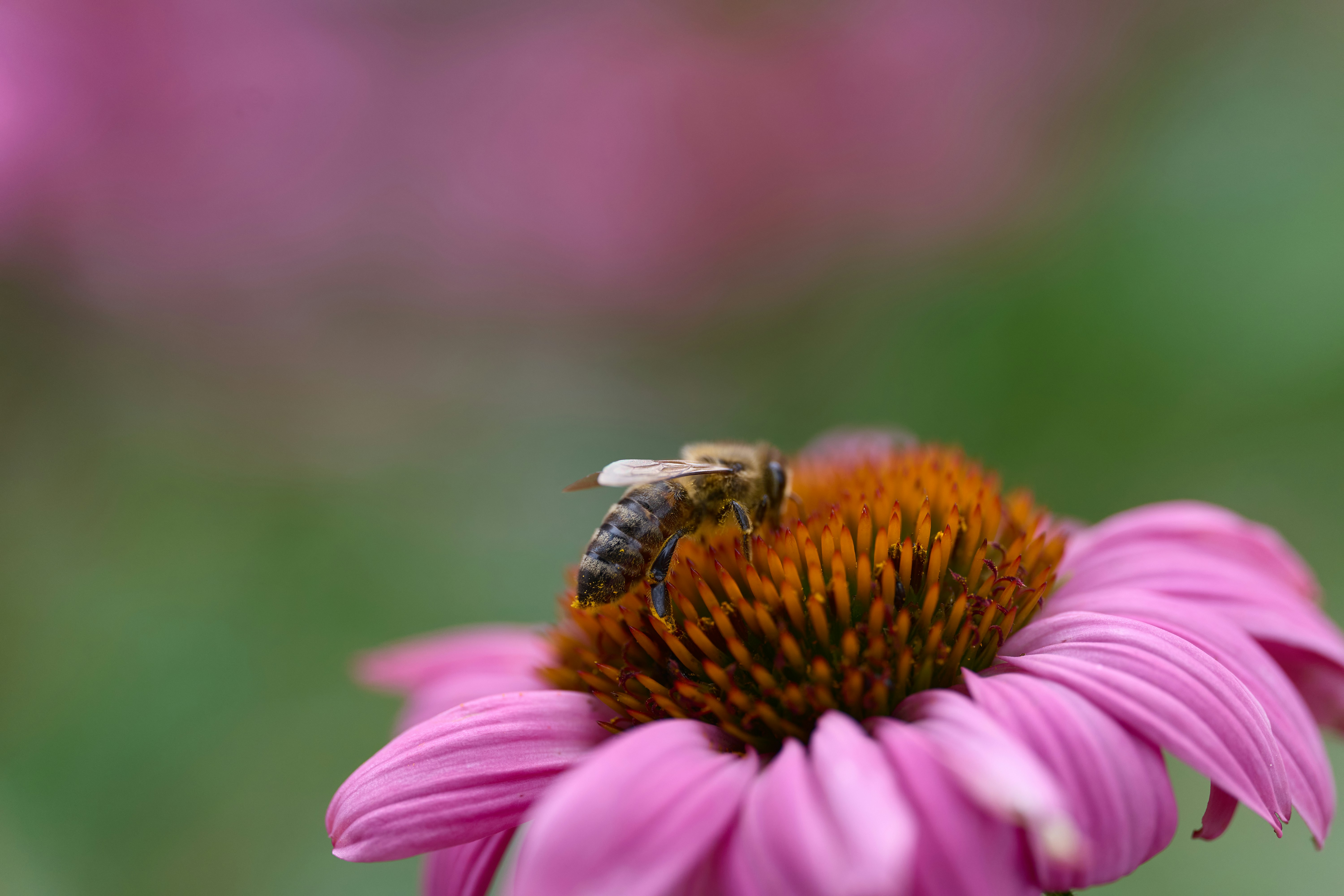 Close-up of a bee perched on a pink coneflower, with a softly blurred green background.