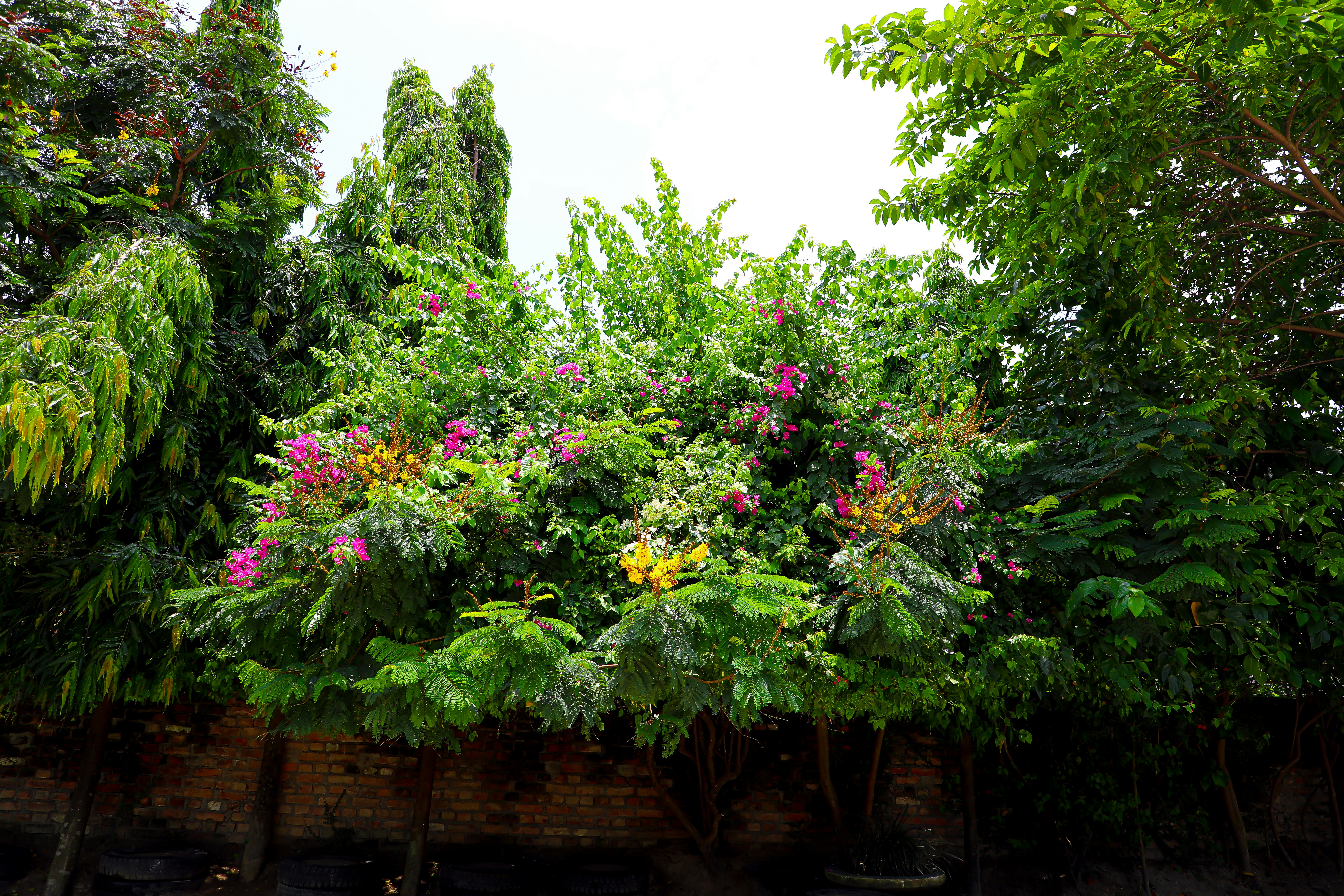 Flourishing Bougainvillea Tapestry Over a Brick Perimeter