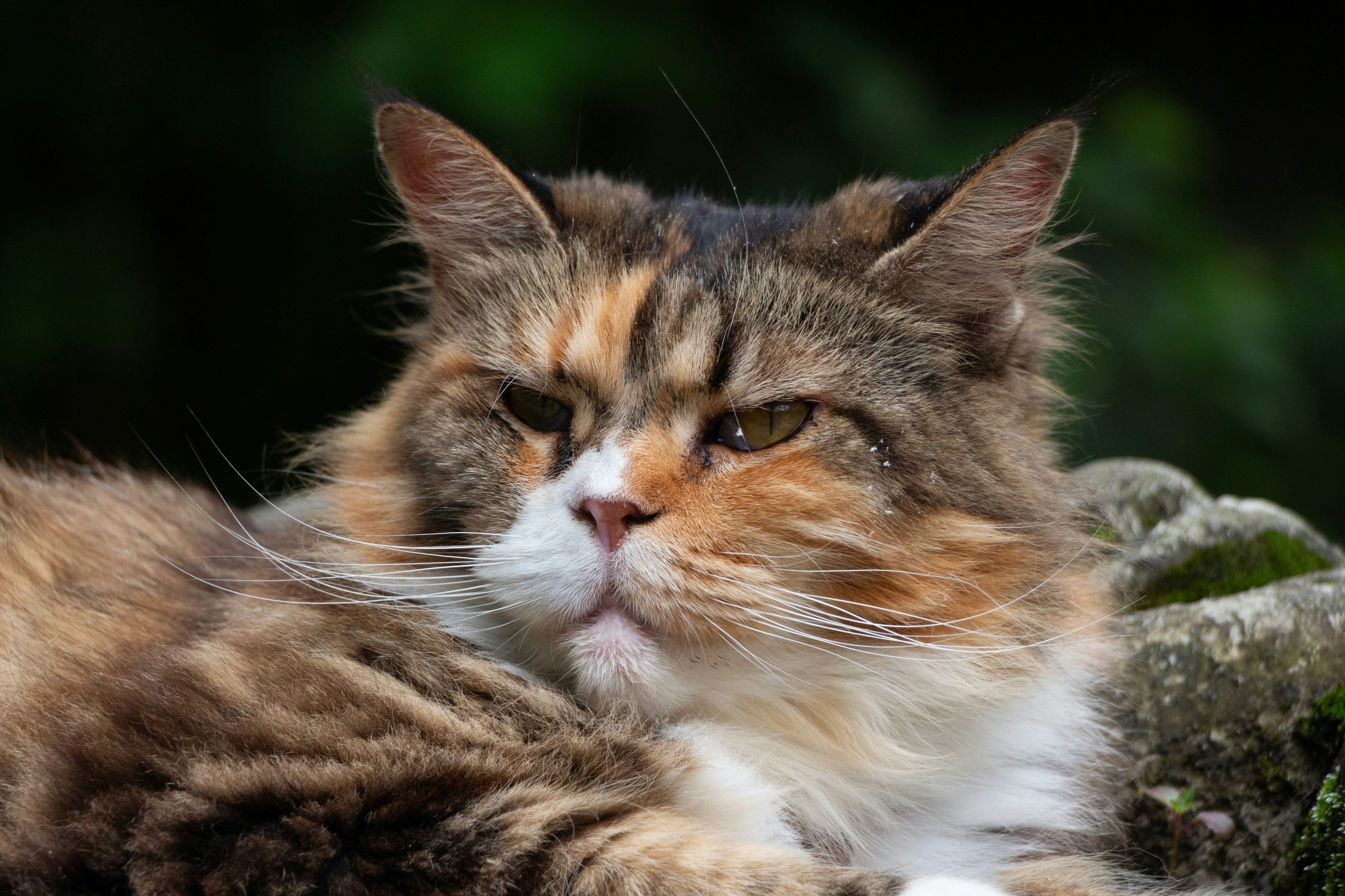 A Pensive Feline Amid Mossy Stonework