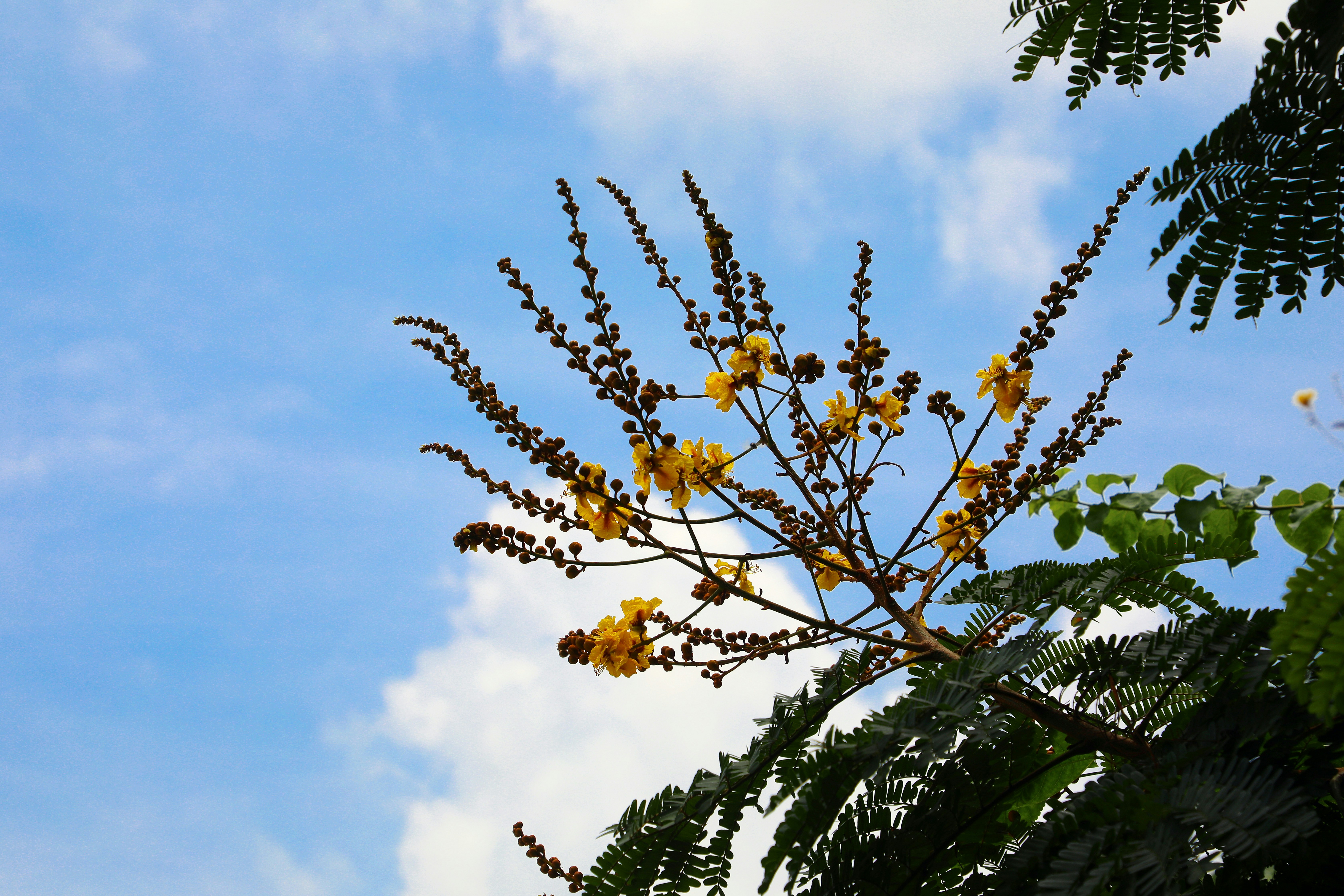 Sunlit Branches with Yellow Blooms against a Cerulean Sky