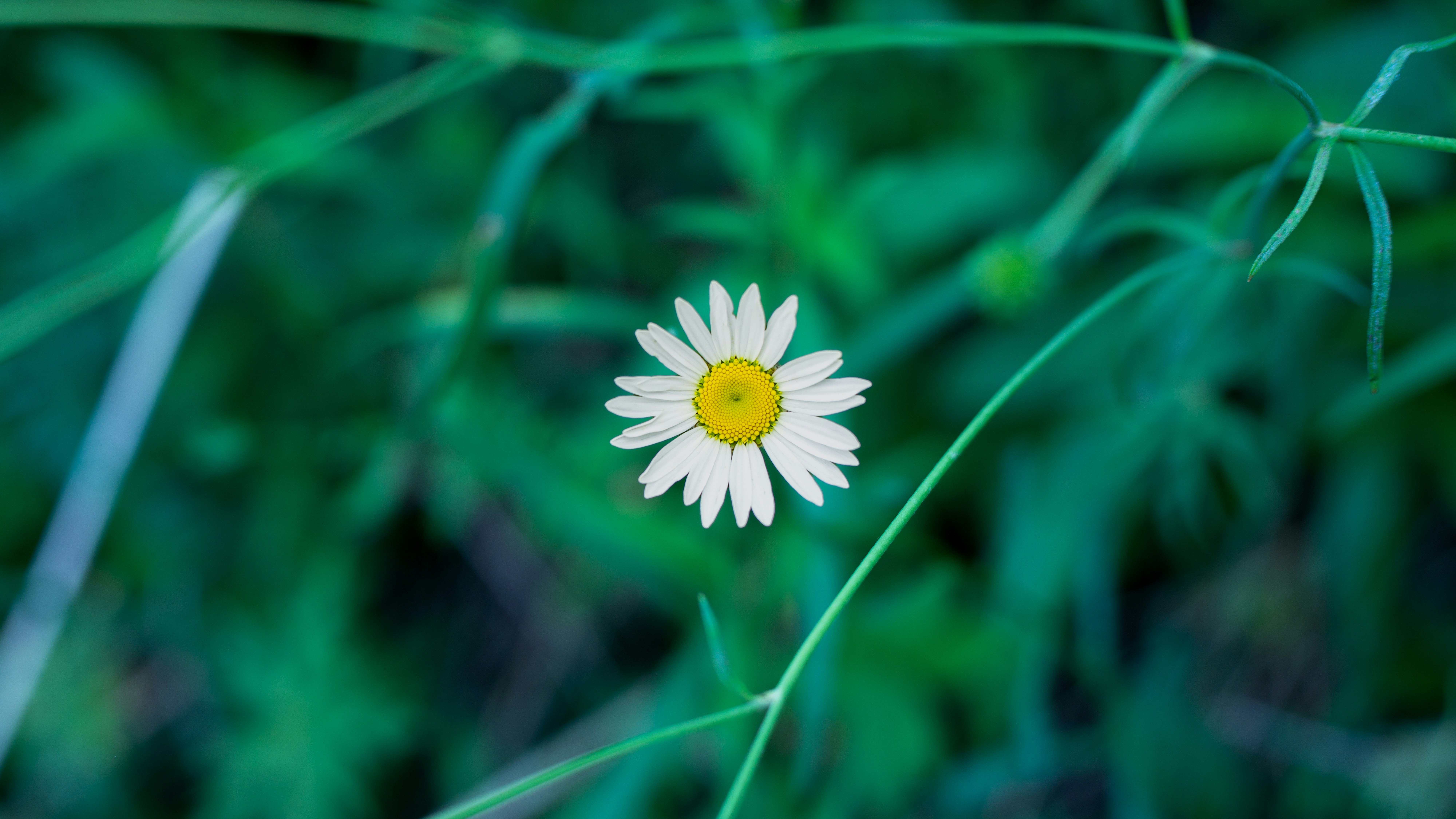 Single Daisy in a Web of Green Lines