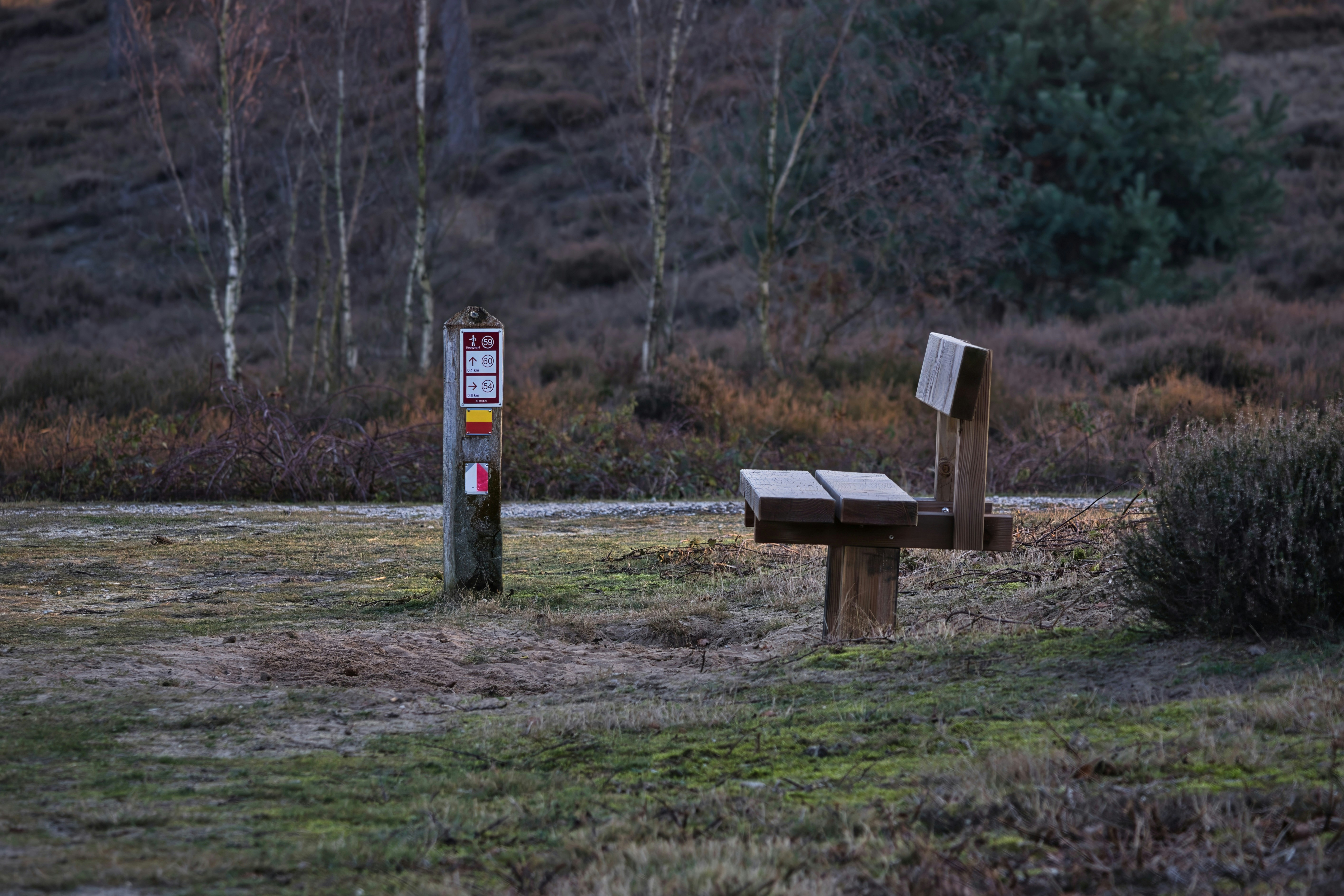 Quiet Trailside Bench Beneath Winter Pines