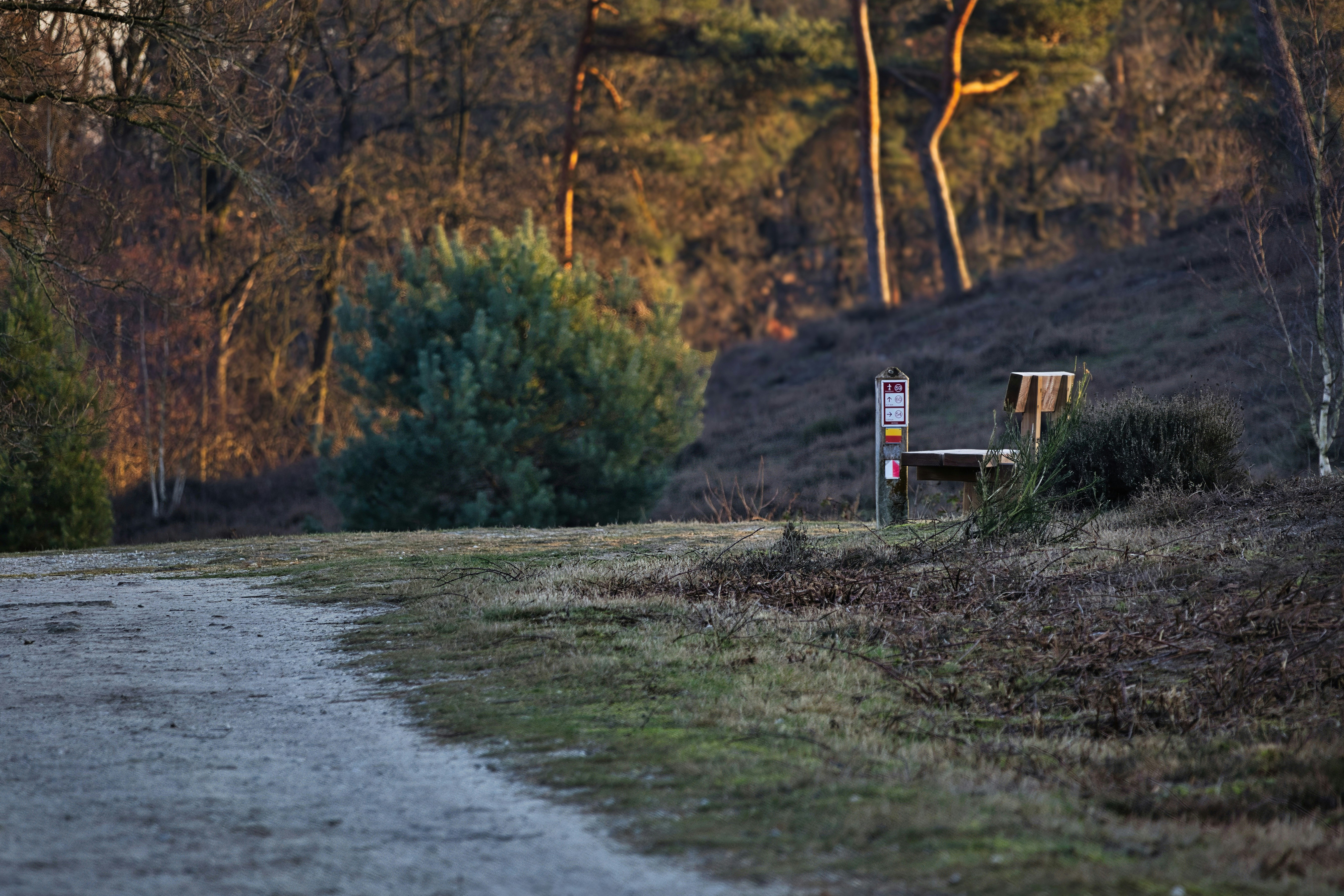 Trailside Signpost at Dusk: Quiet Path into the Pines