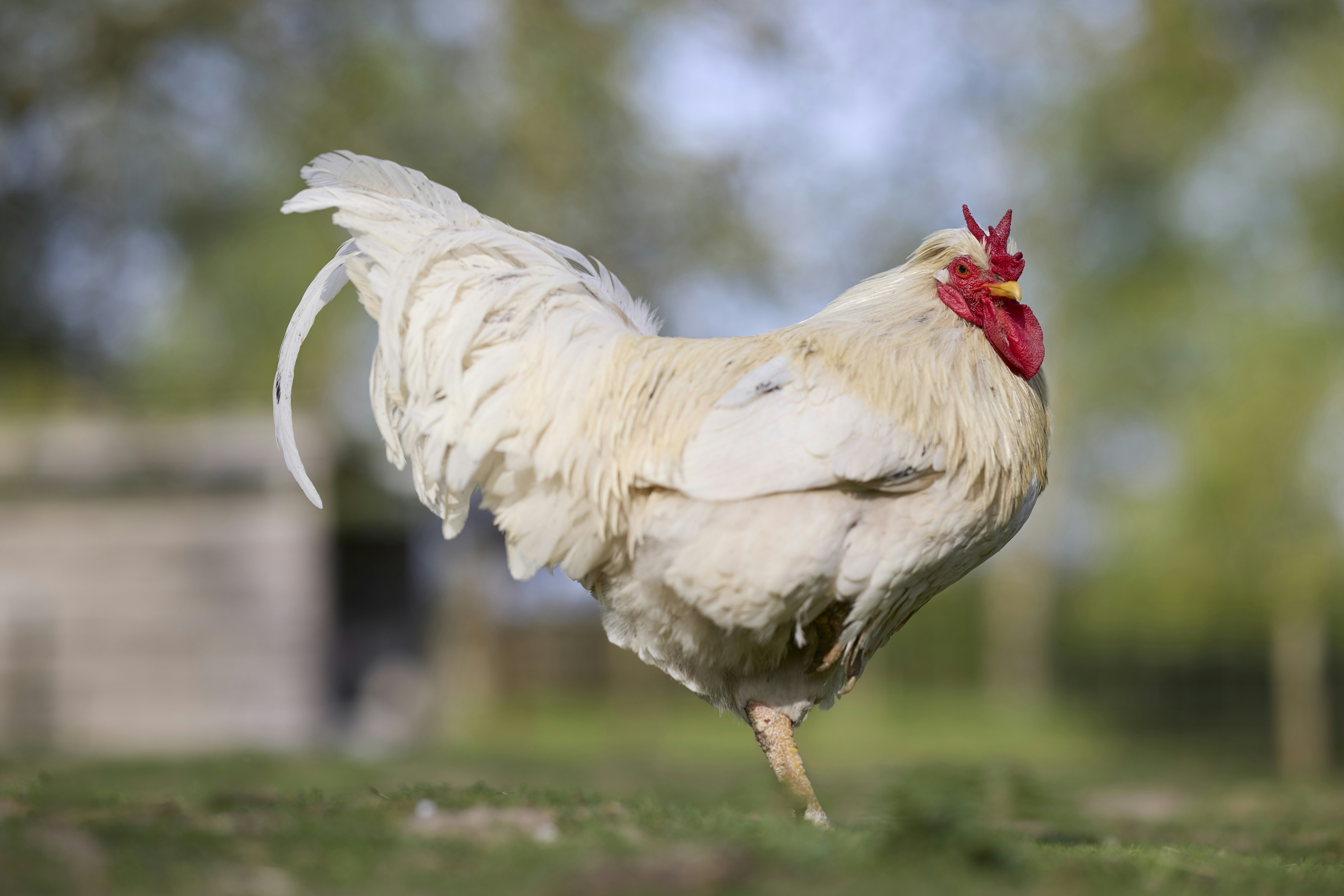 Rooster in a sunlit yard: a proud stance and red comb