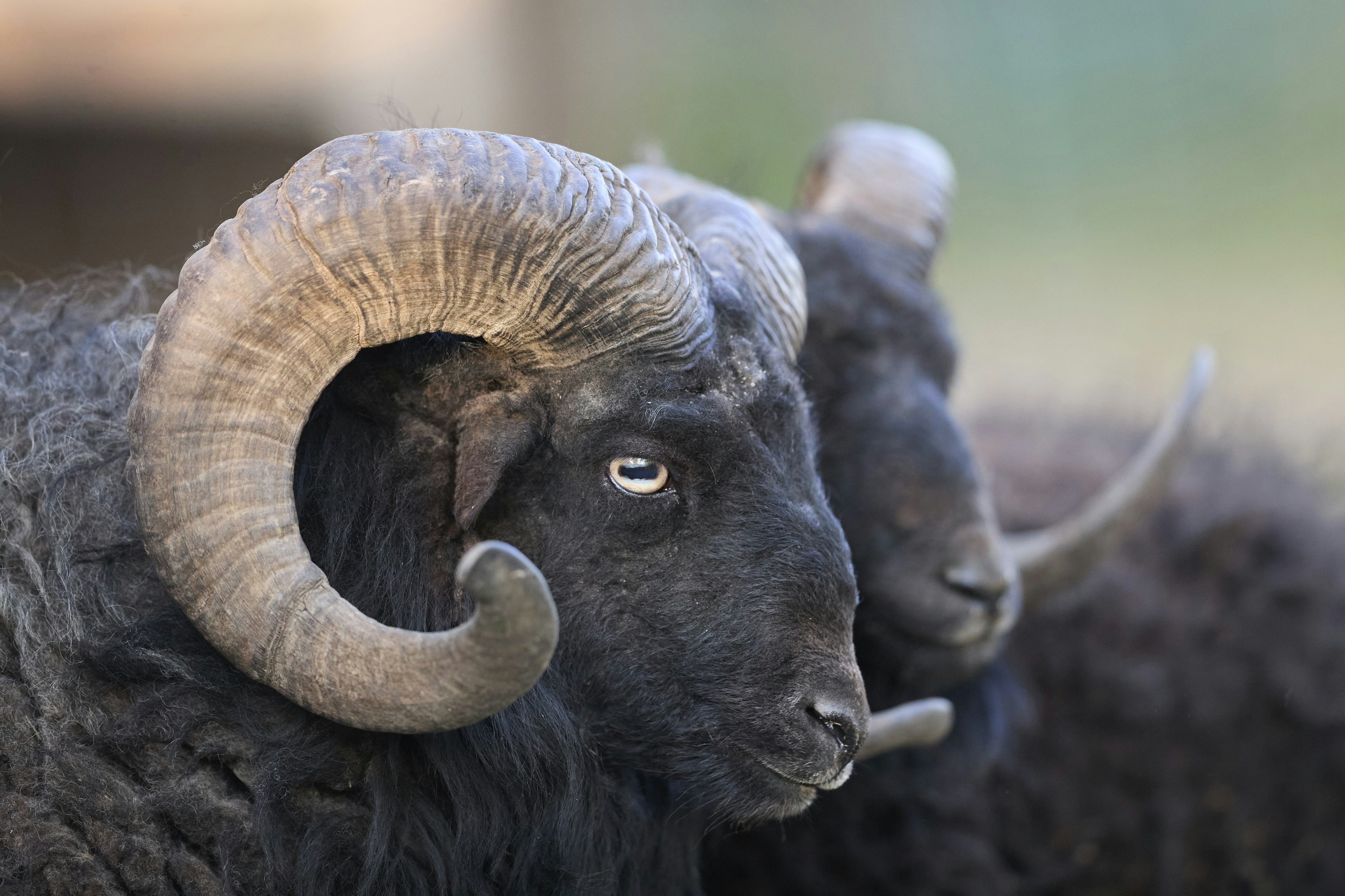 Curved Crown: The Ram's Gaze in Focus