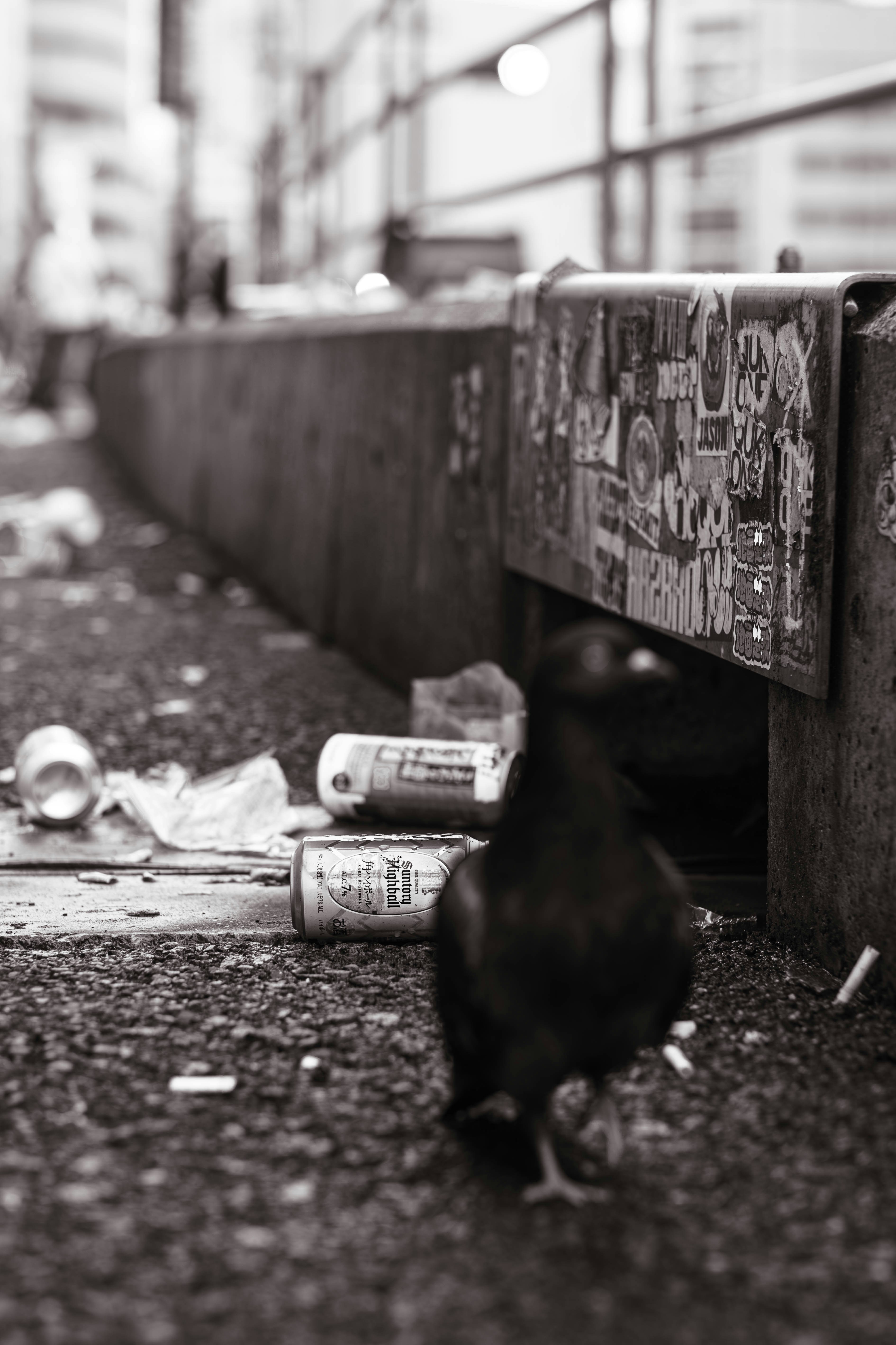 Urban Rubble and a Bold Black Bird