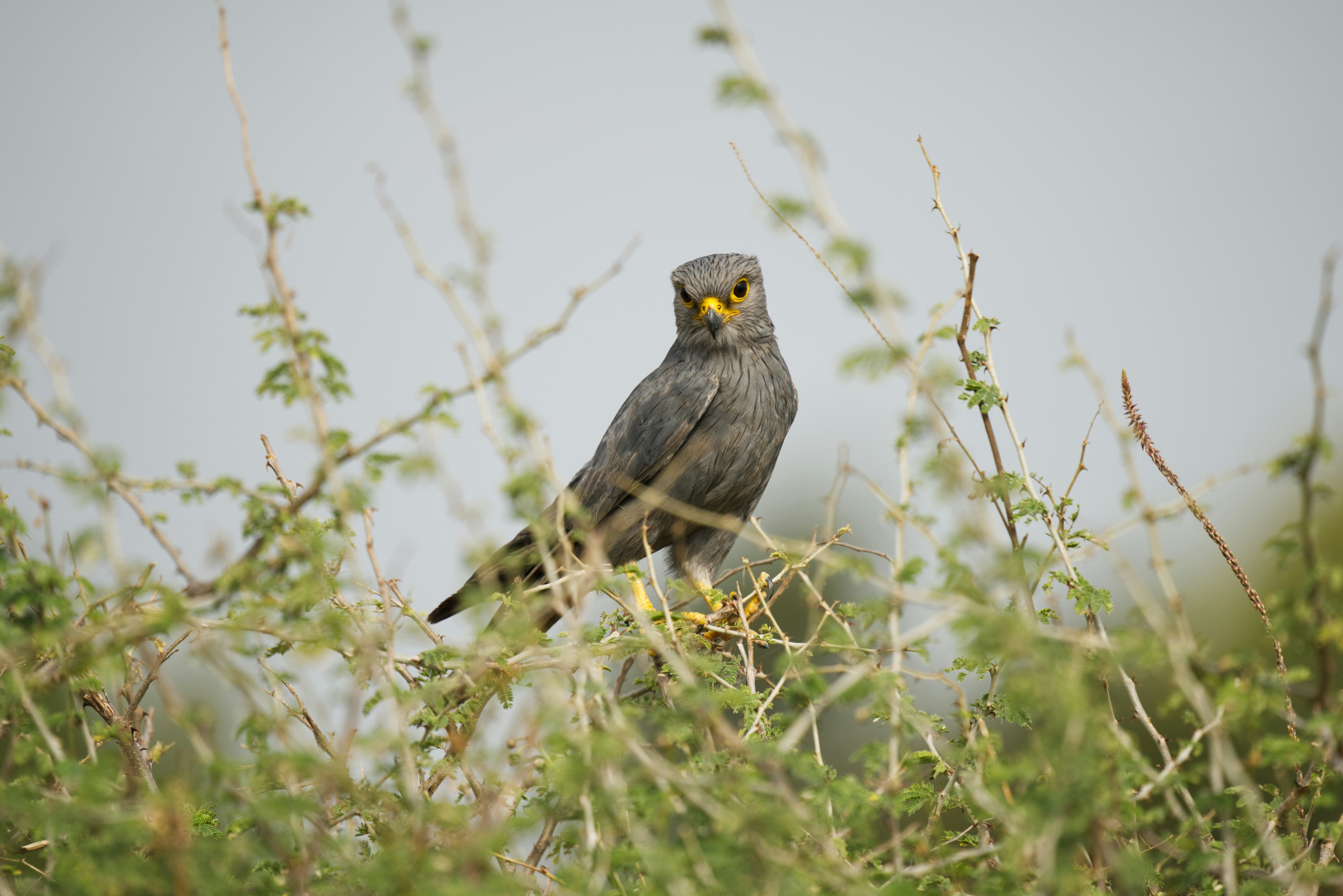 Staring Down the Thorns: a vigilant bird in tangled scrub