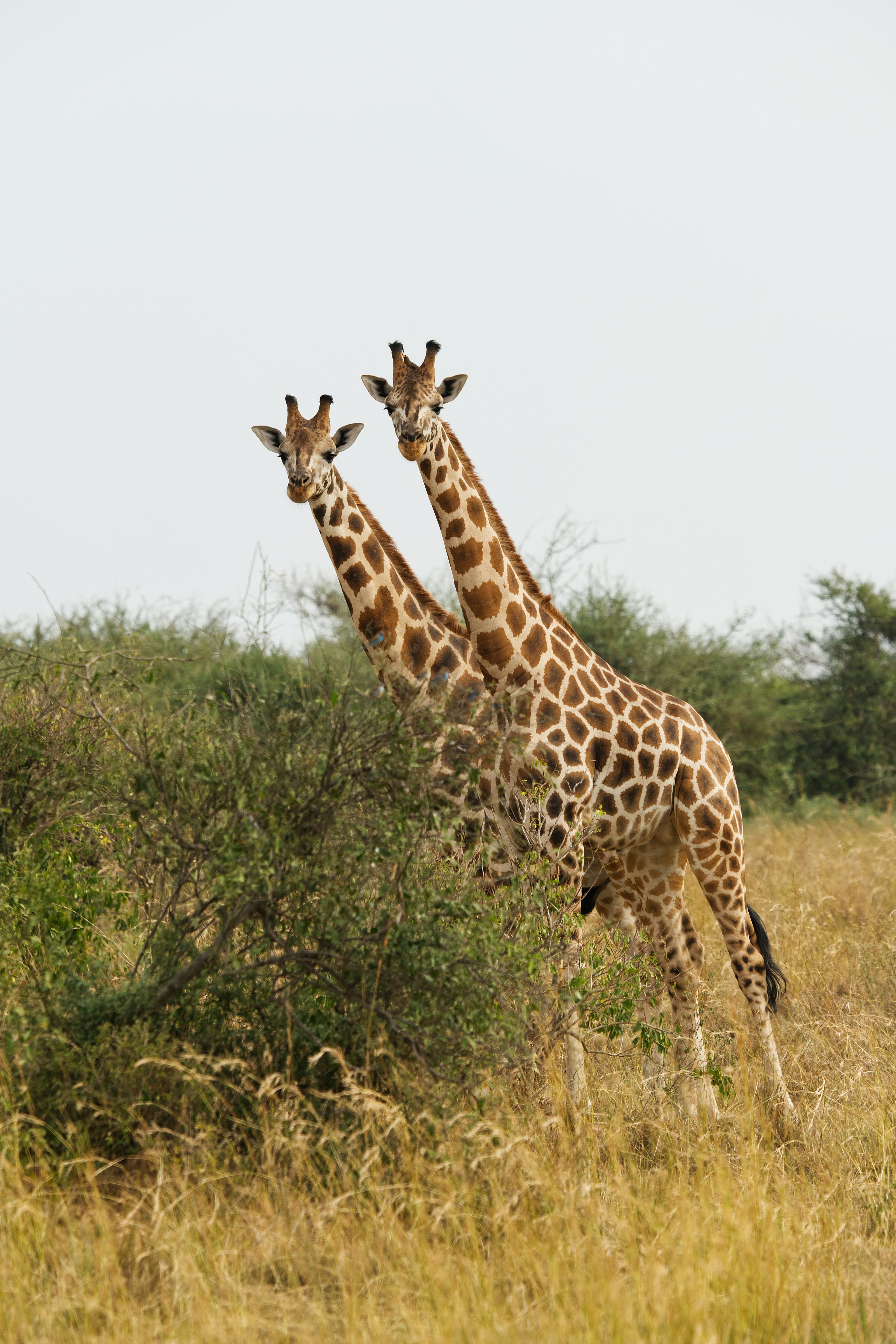 Twin Giraffes: A Curious Pause Amid Golden Grass