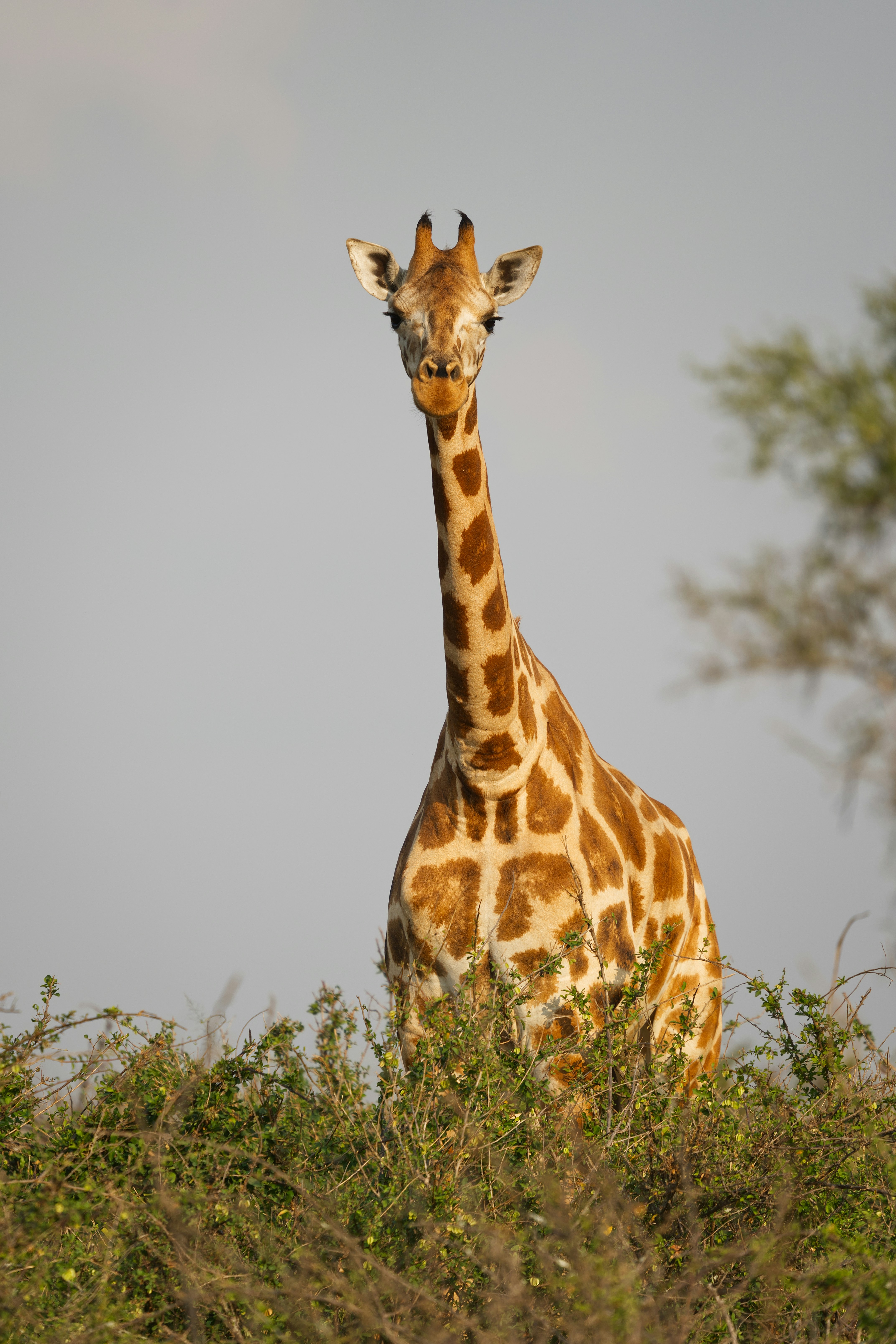 Giraffe Sentinel: Serengeti Silhouette Against Open Sky