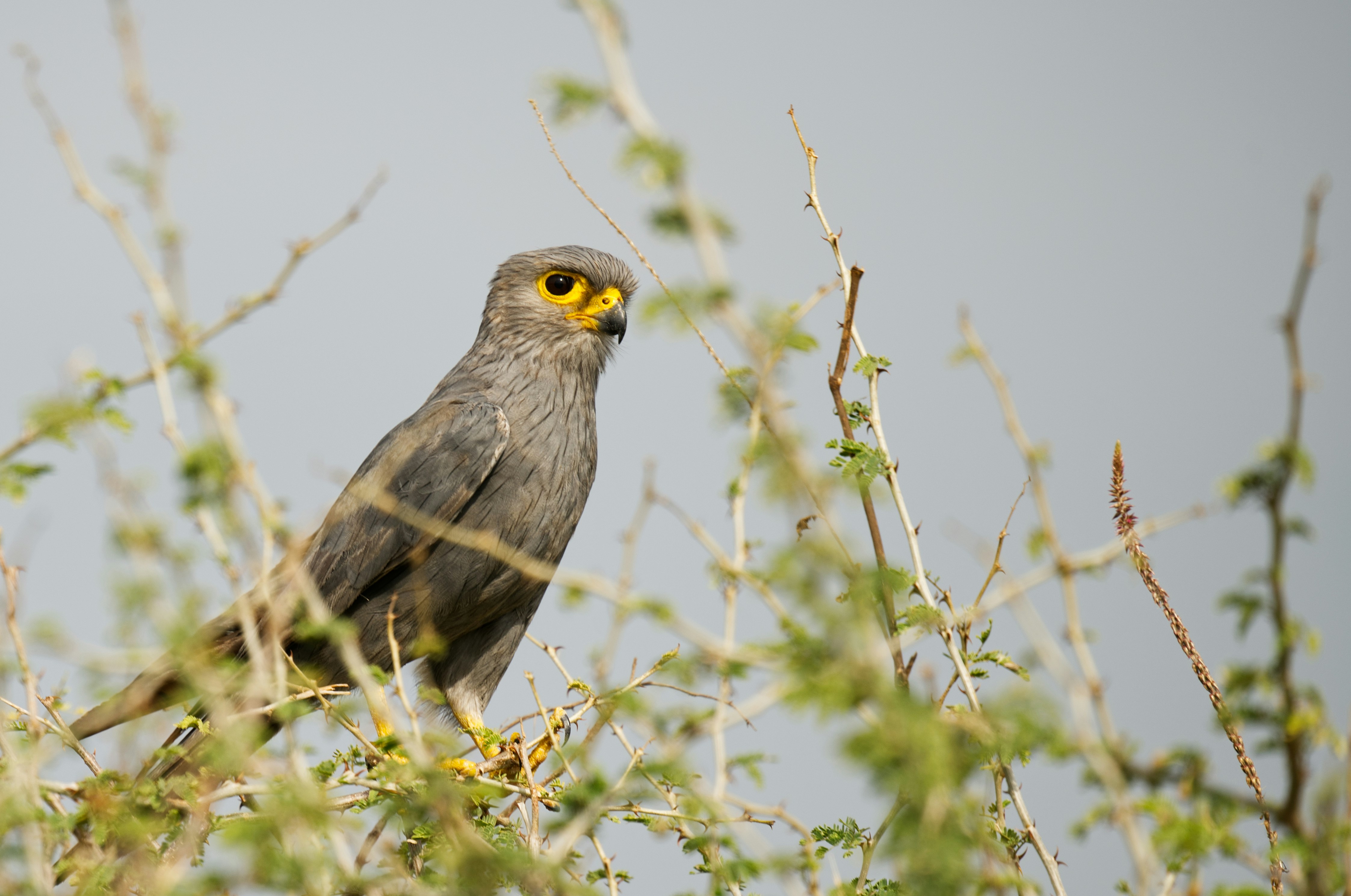 A perched bird with a distinctive yellow eye-ring sits among thin branches against a soft sky; the composition centers on the raptor looking alert in a natural scrub habitat.