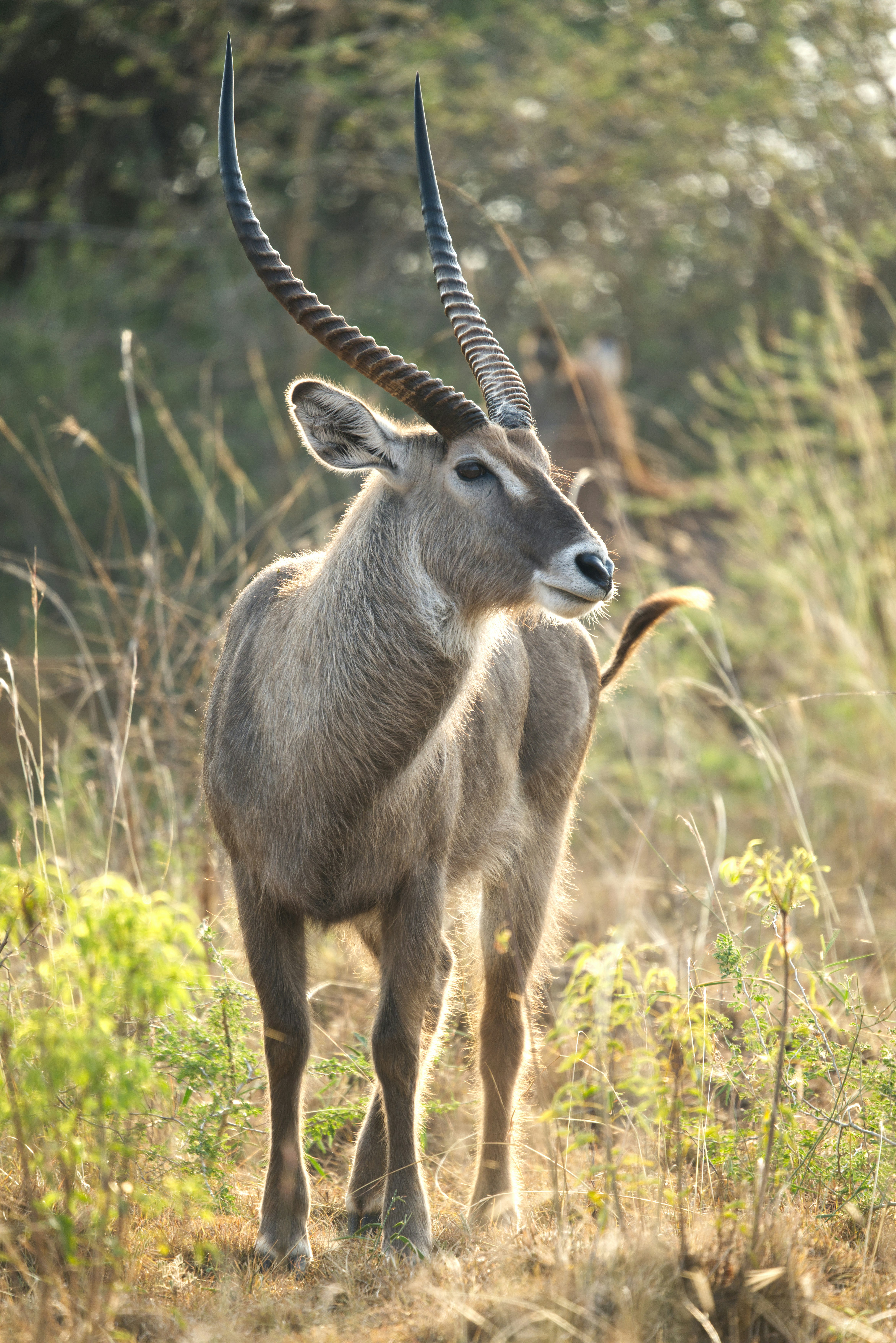 Graceful Stance of an Alpine Chamois Under Warm Backlight