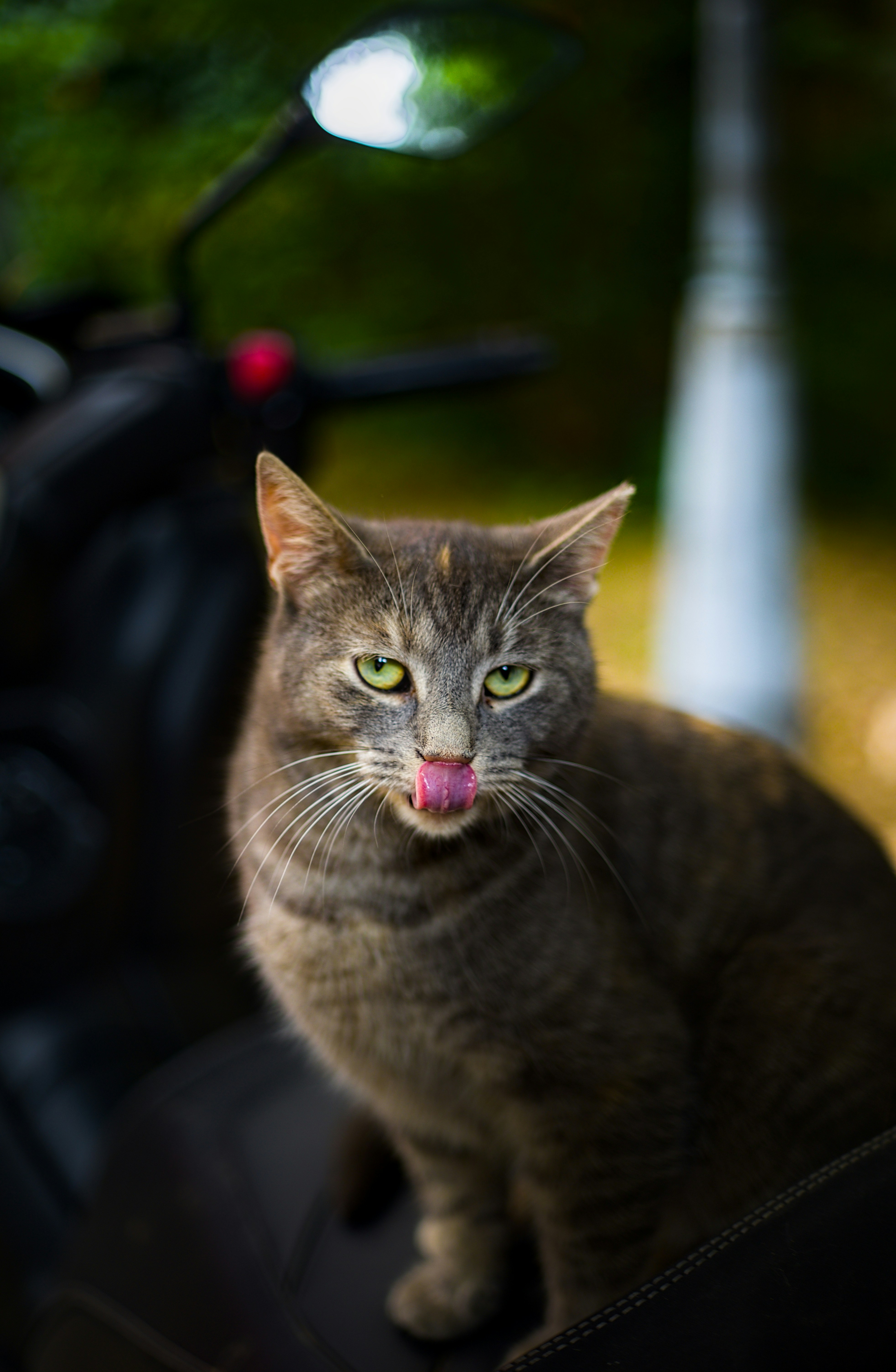 Lick of Focus: Cat Eyes Meet a Quiet Street Trail