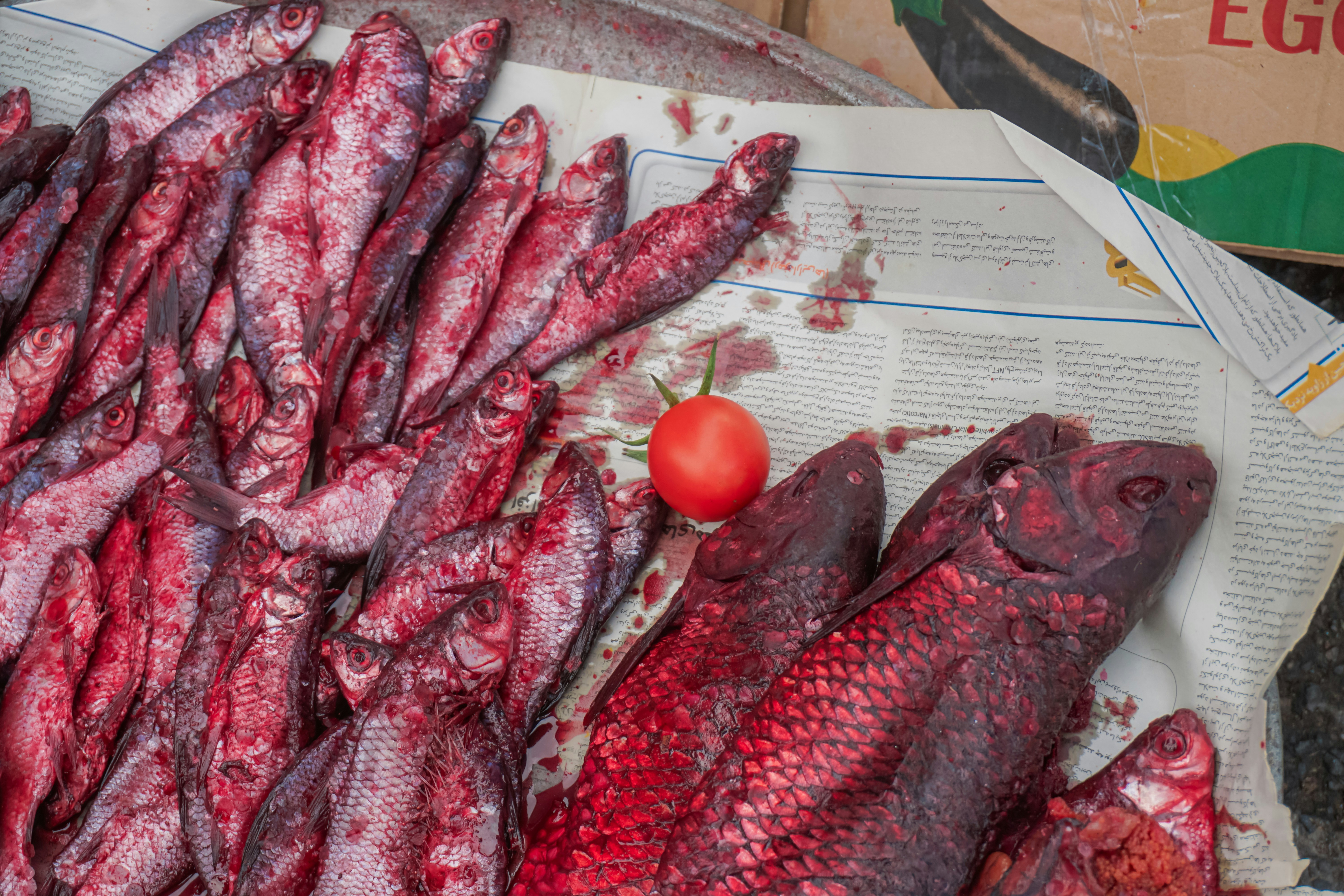 Red Harvest: A Cluster of Freshly Plucked Fish and a Bright Cherry as Central Contrast