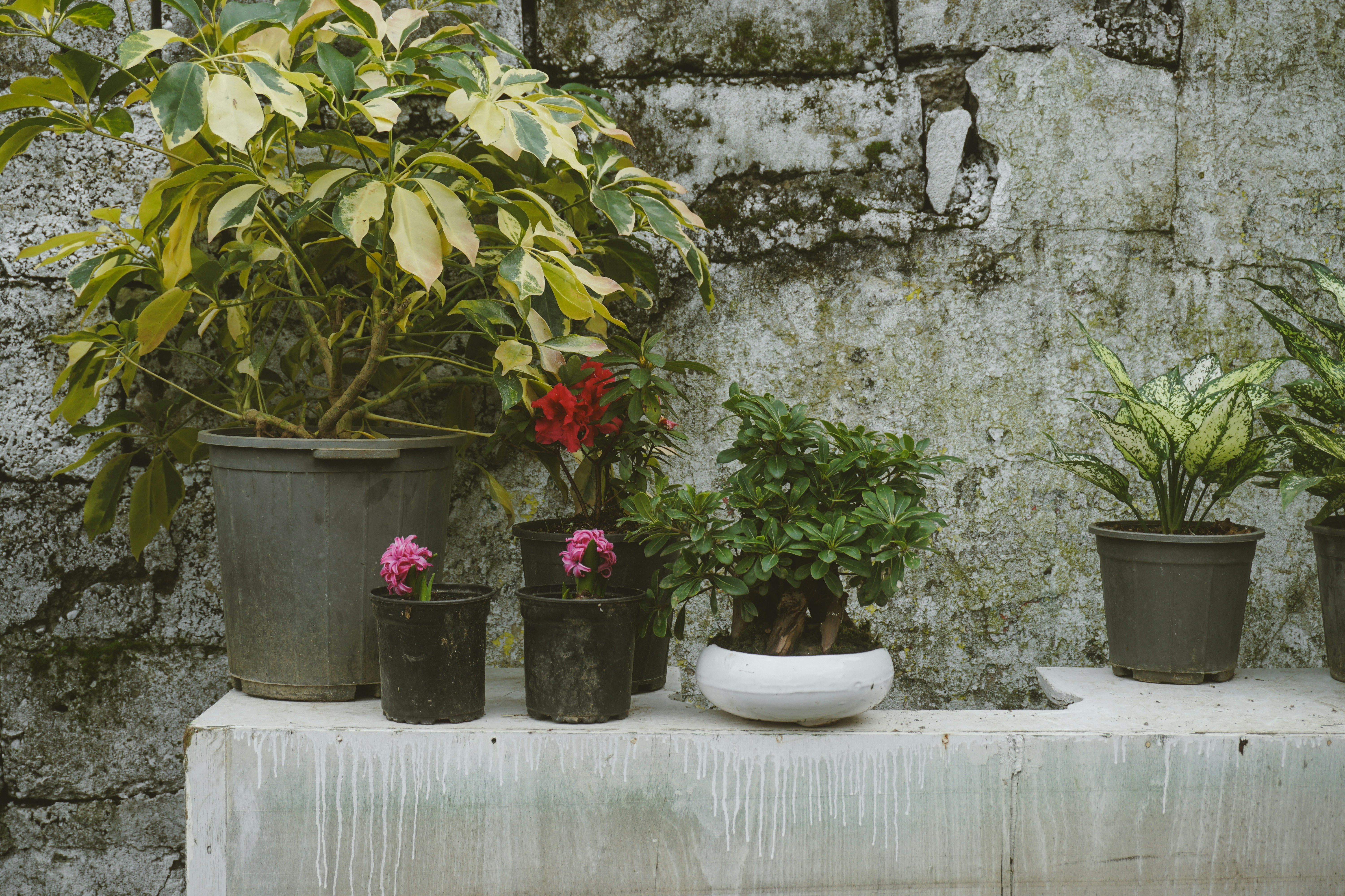 Terraced Pots Against a Weathered Wall