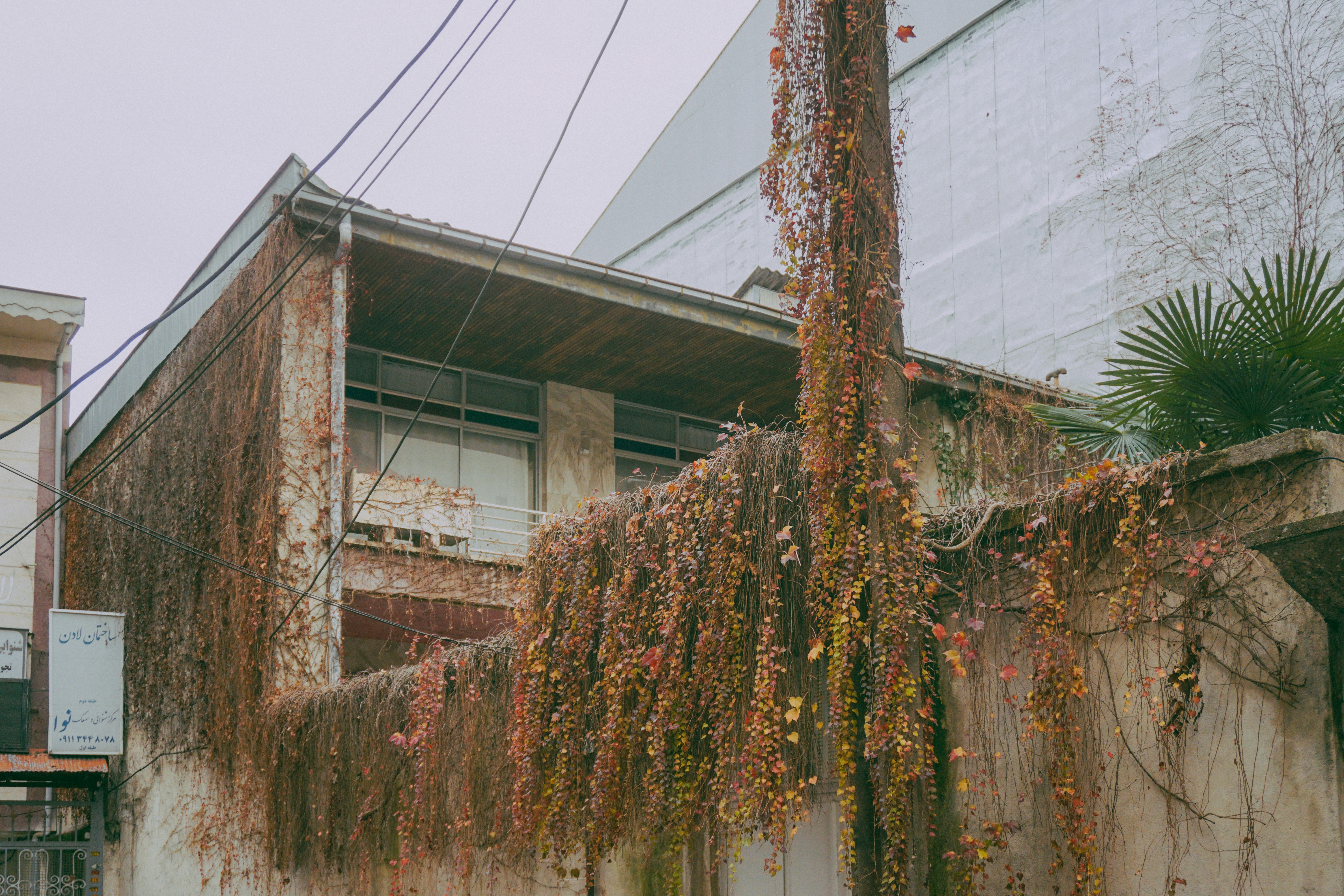 Ivy-Crowned Wall of Quiet Dwellings