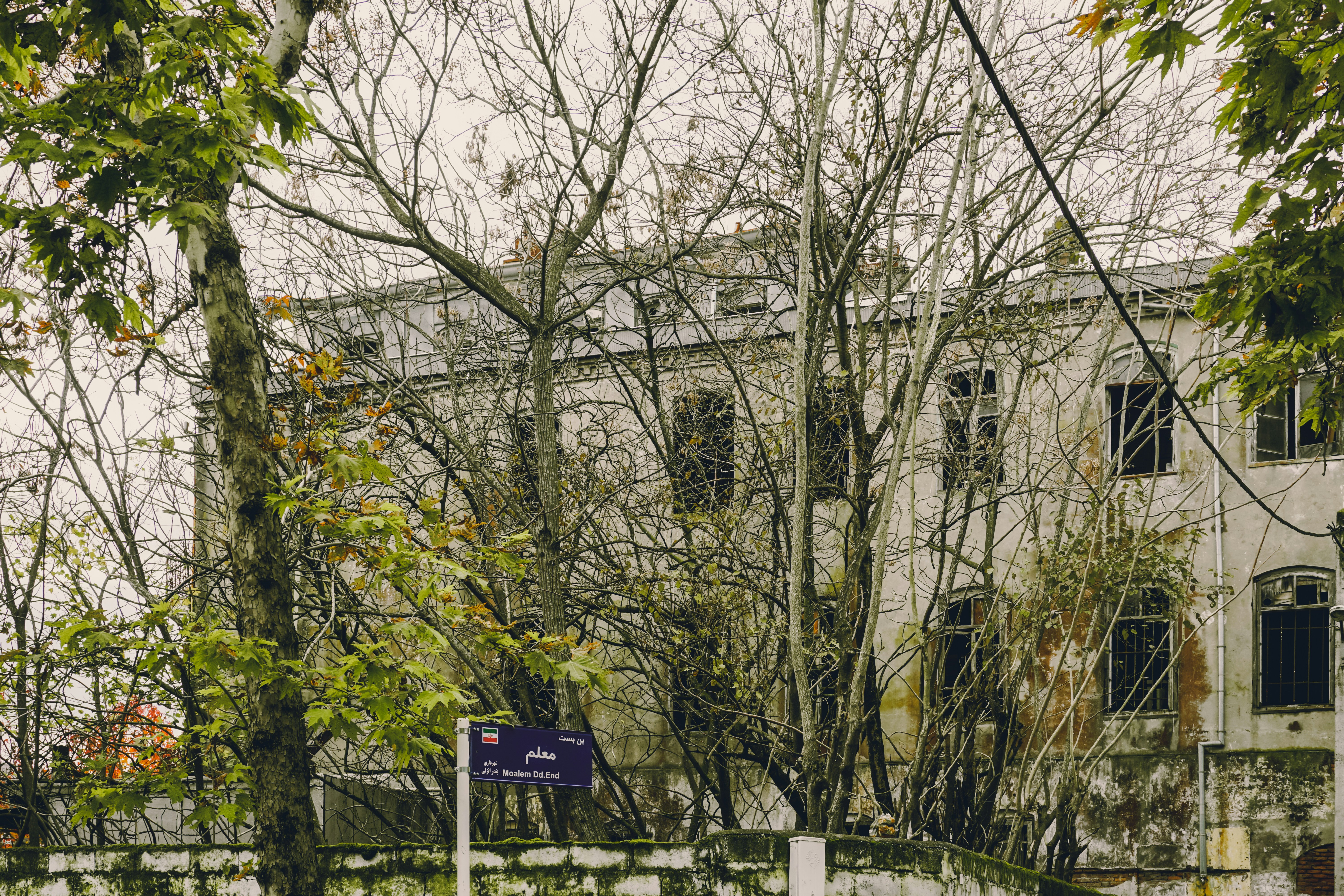 Bare Trees, Quiet Facade: An Urban Winter Scene