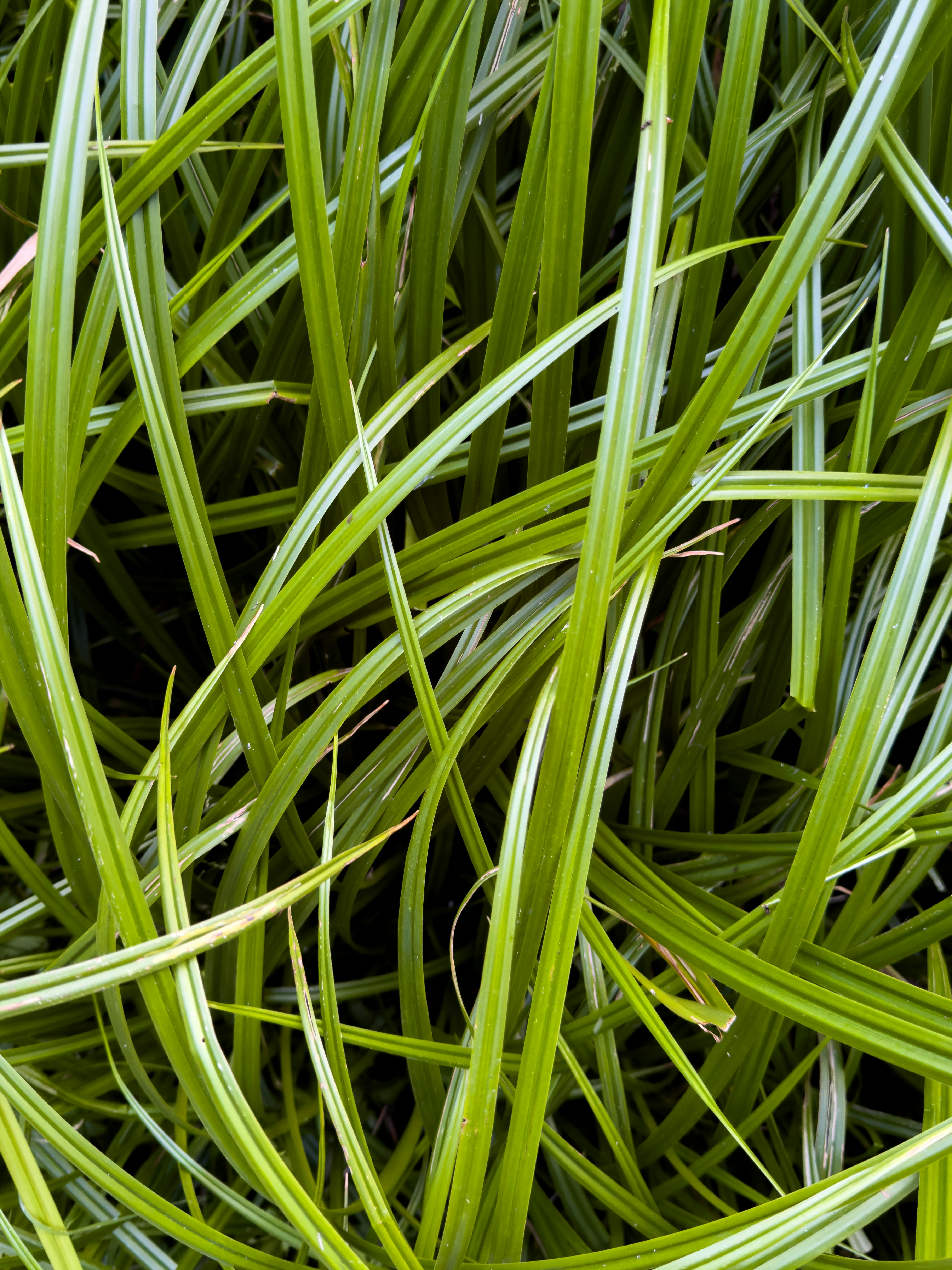 Lush Green Tangle: A Close-Up of Grass Strands