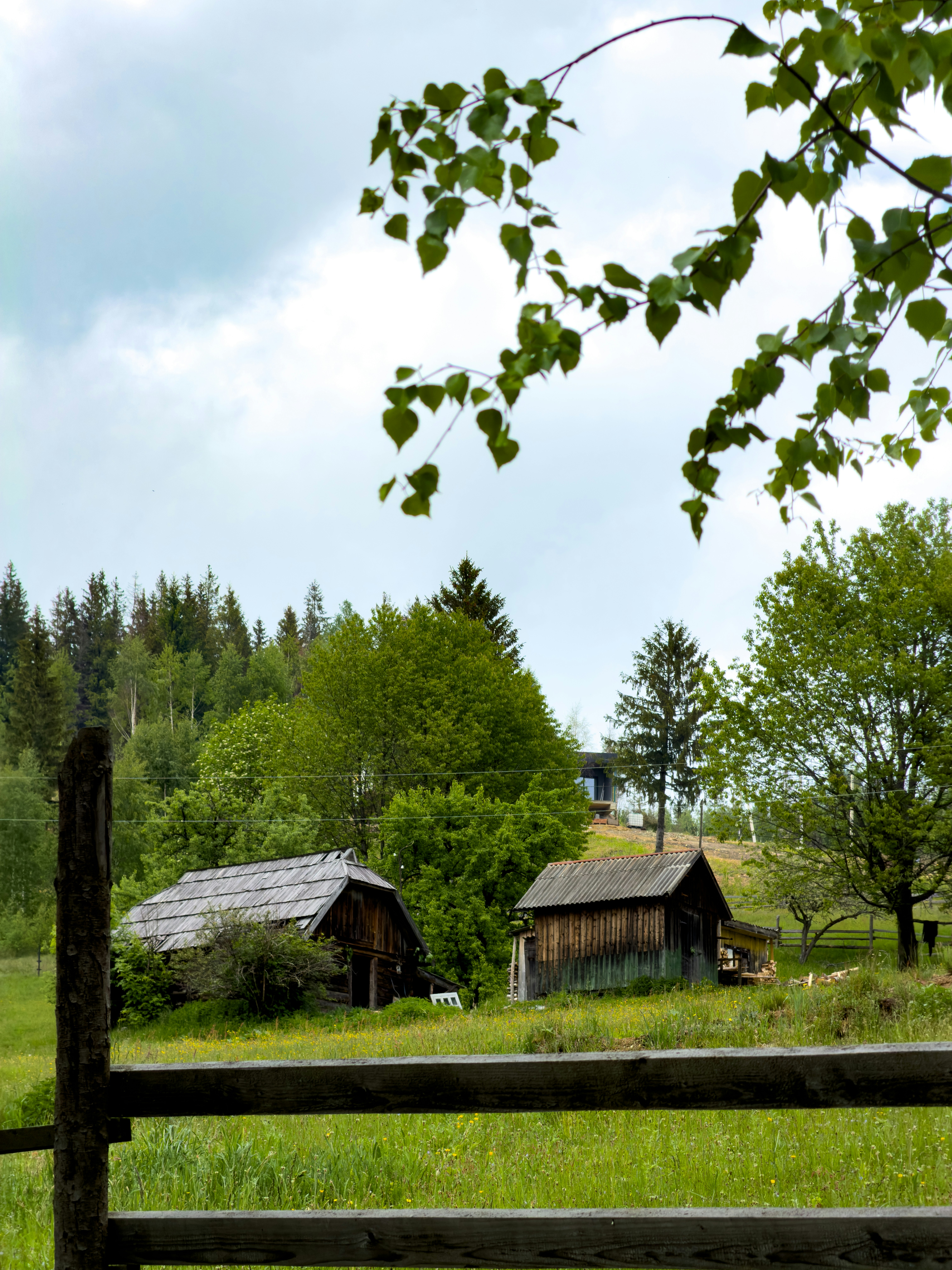 Pastoral Farmstead Under a Whispering Branch