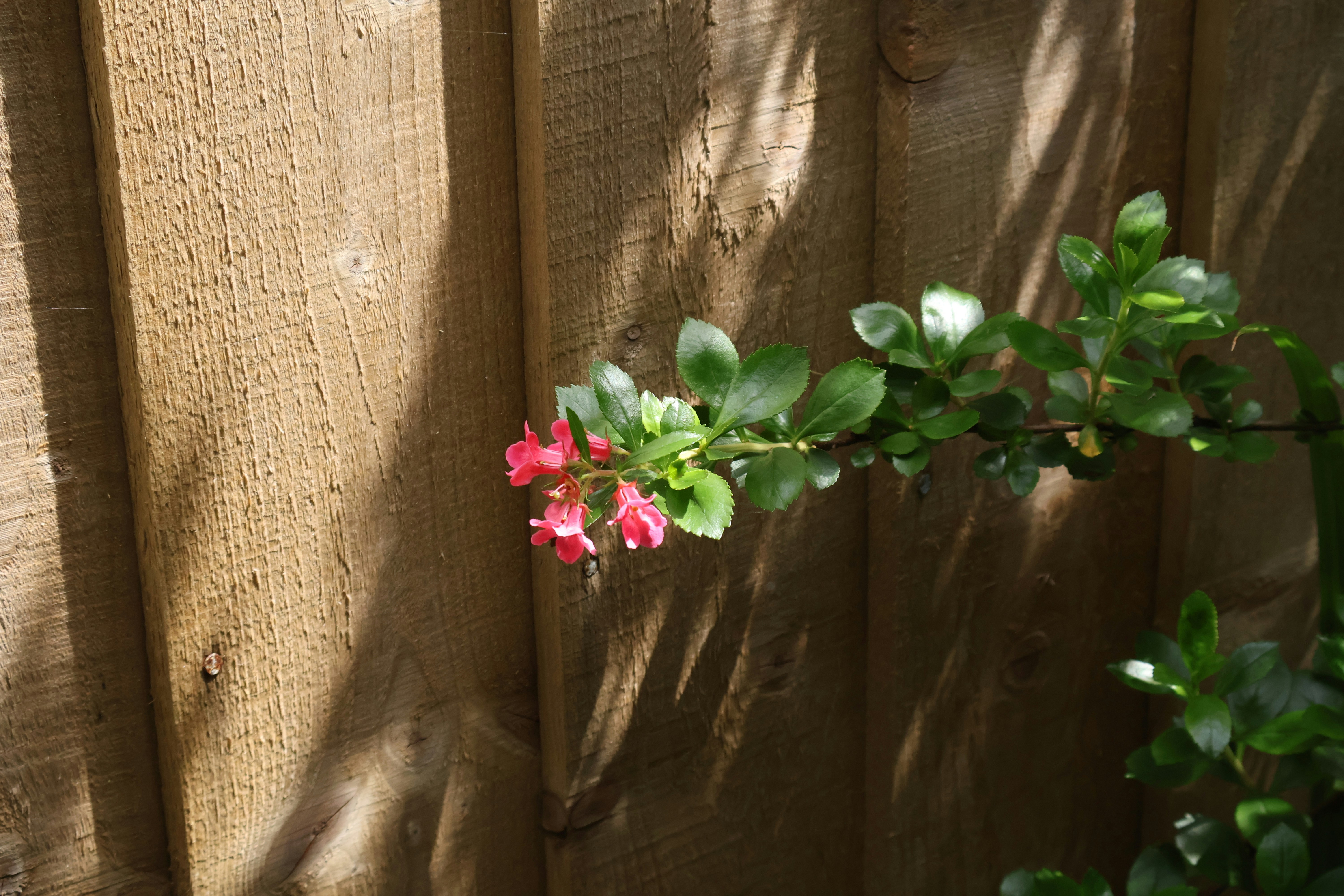 Pink Blooms Crossing a Wooden Fence
