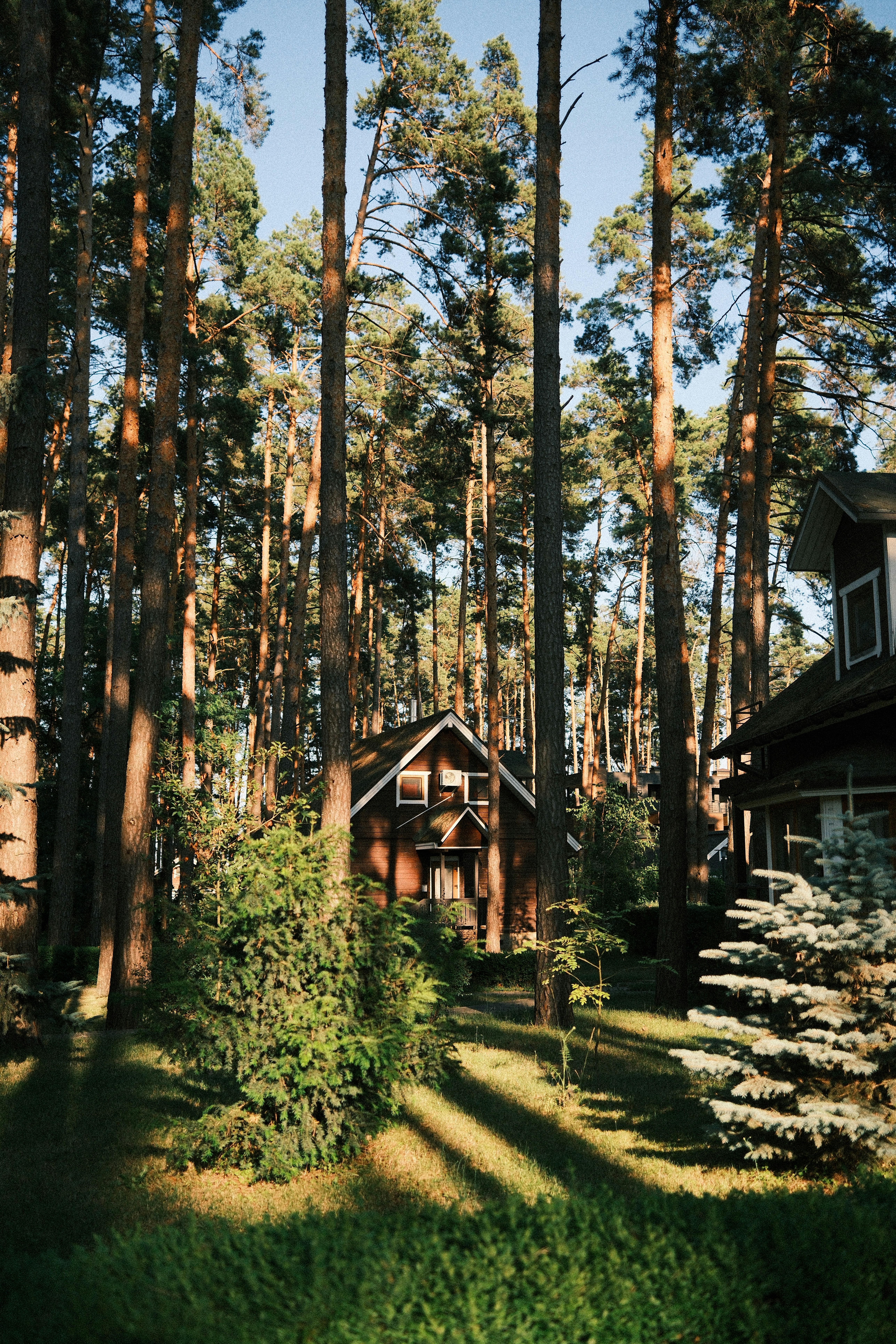 Cedar Lanes: A Cabin Nestled Among Tall Pines