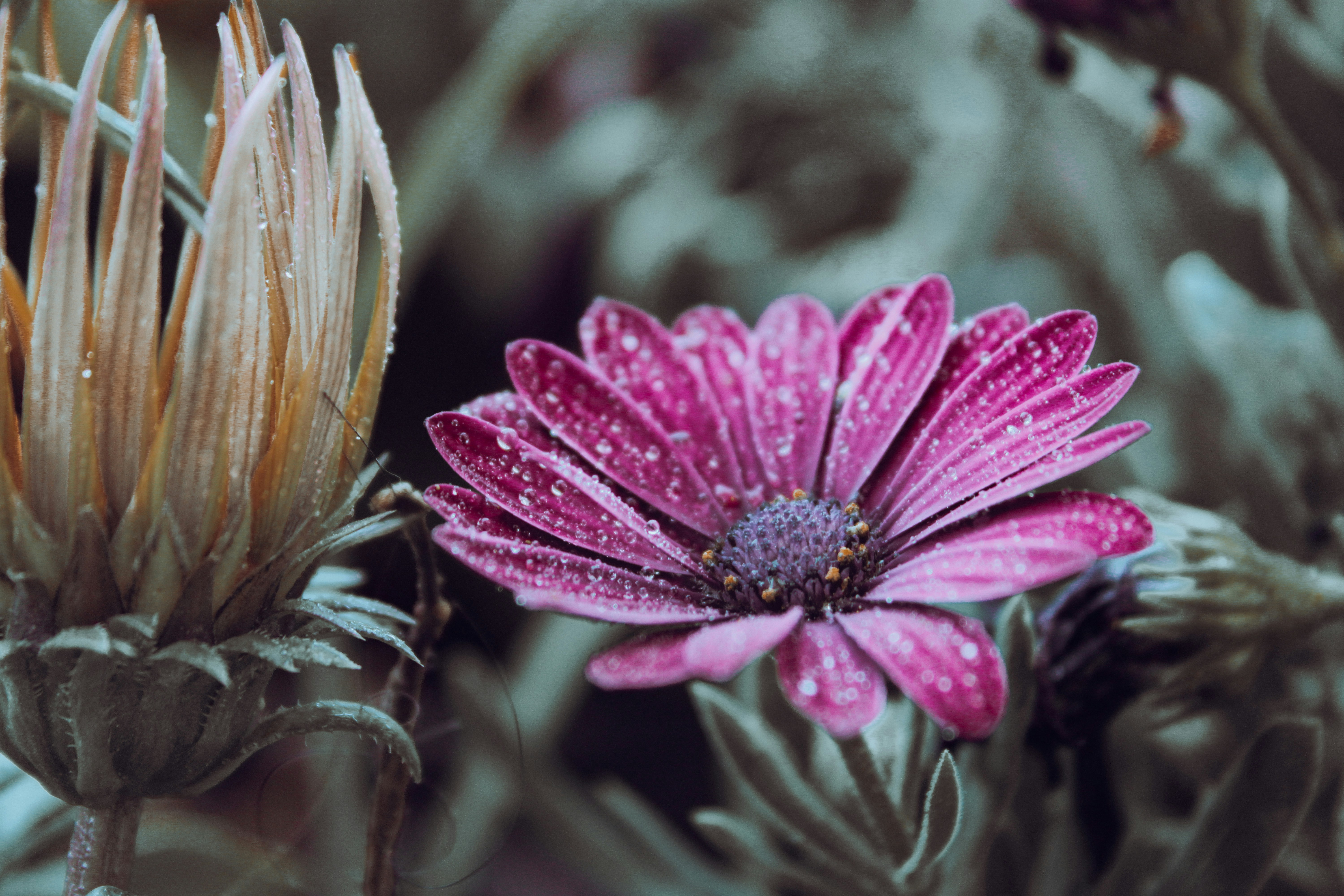 Close-up of a pink daisy-like flower with dewdrops, framed amid fading buds and muted greenery.