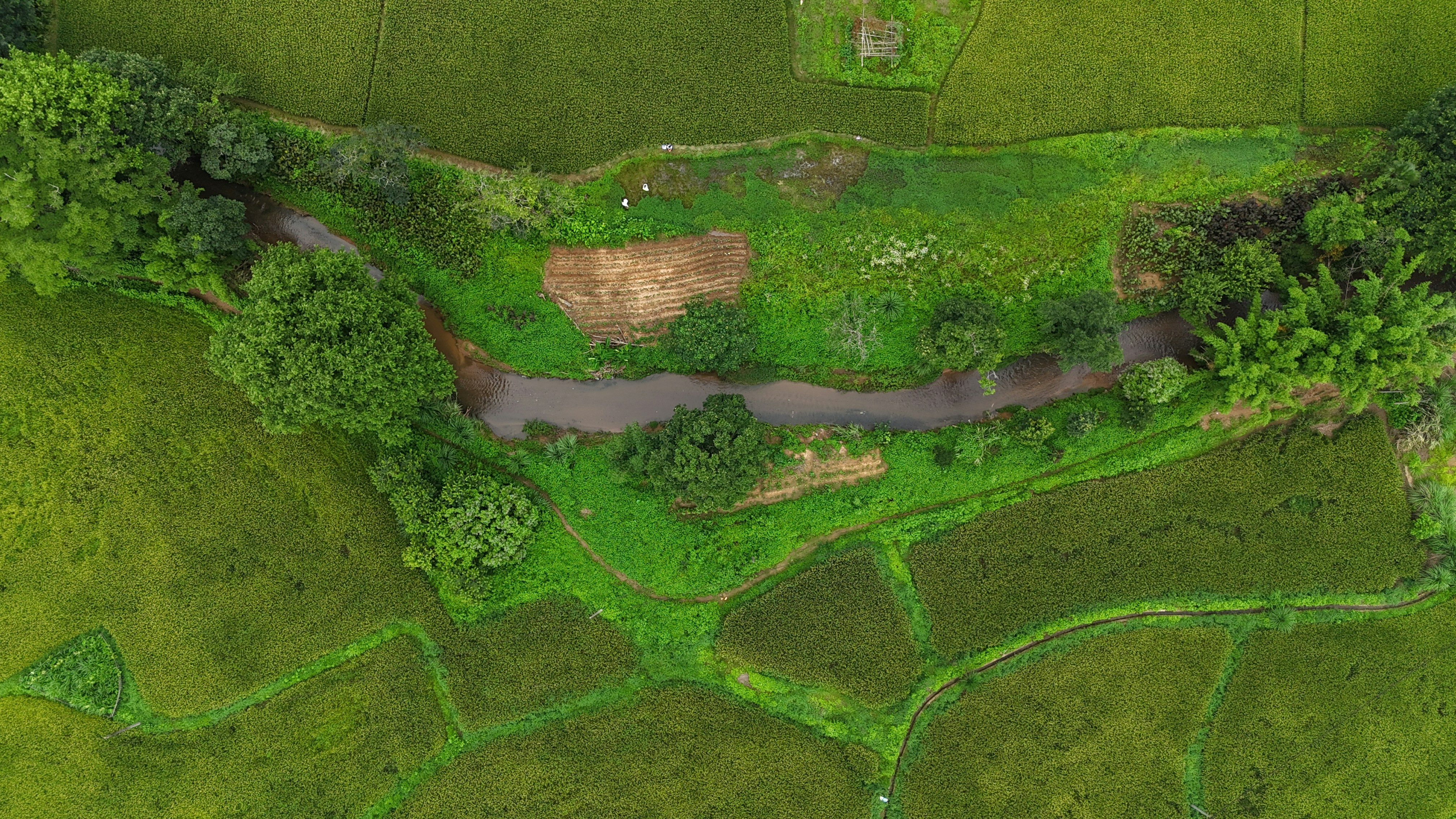 Verdant Ribbons: Aerial Tapestry of Terraced Fields and Orchard Pathways